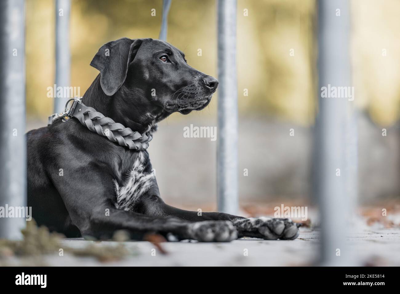 Rhodesian ridgeback dalmatian hi-res stock photography and images - Alamy