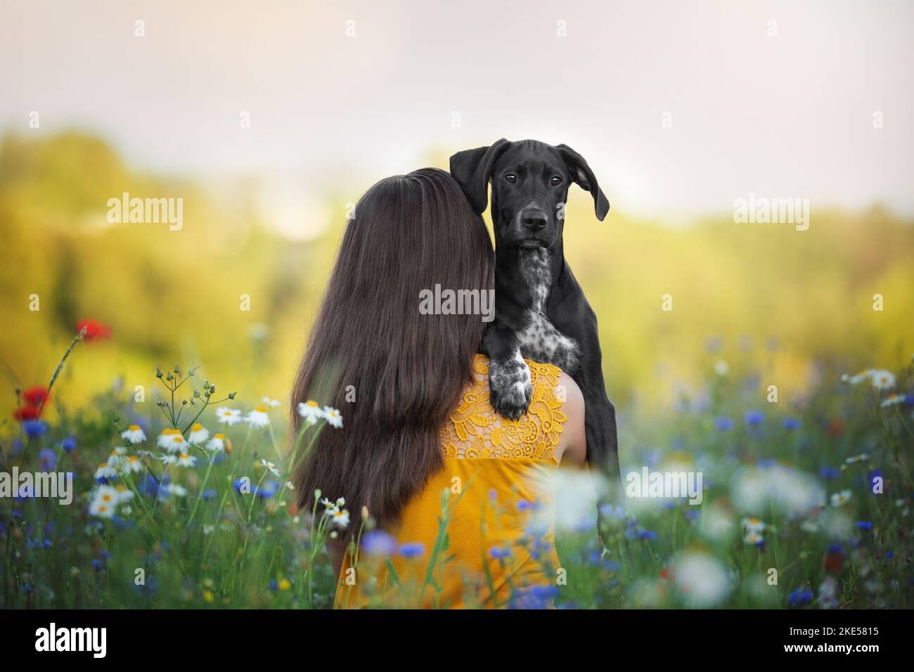 Dalmatian cross breed dog hi-res stock photography and images - Alamy