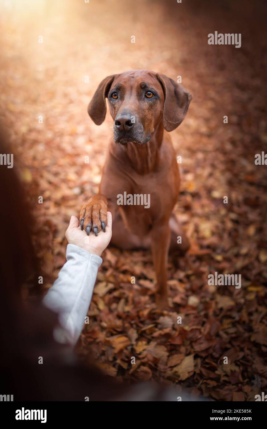 Hunter sitting gun in hand hi-res stock photography and images - Alamy
