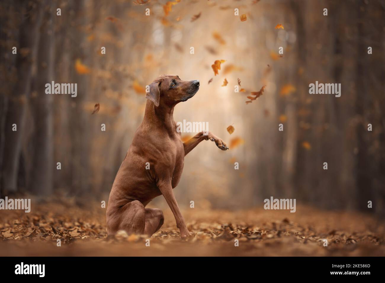 Rhodesian Ridgeback in autumn Stock Photo - Alamy