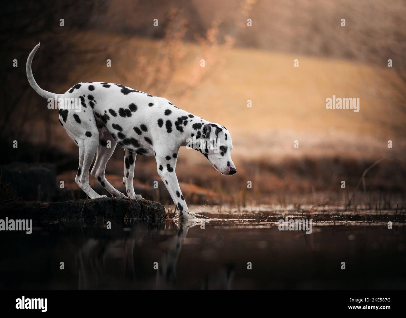 Dalmatian in autumn Stock Photo - Alamy