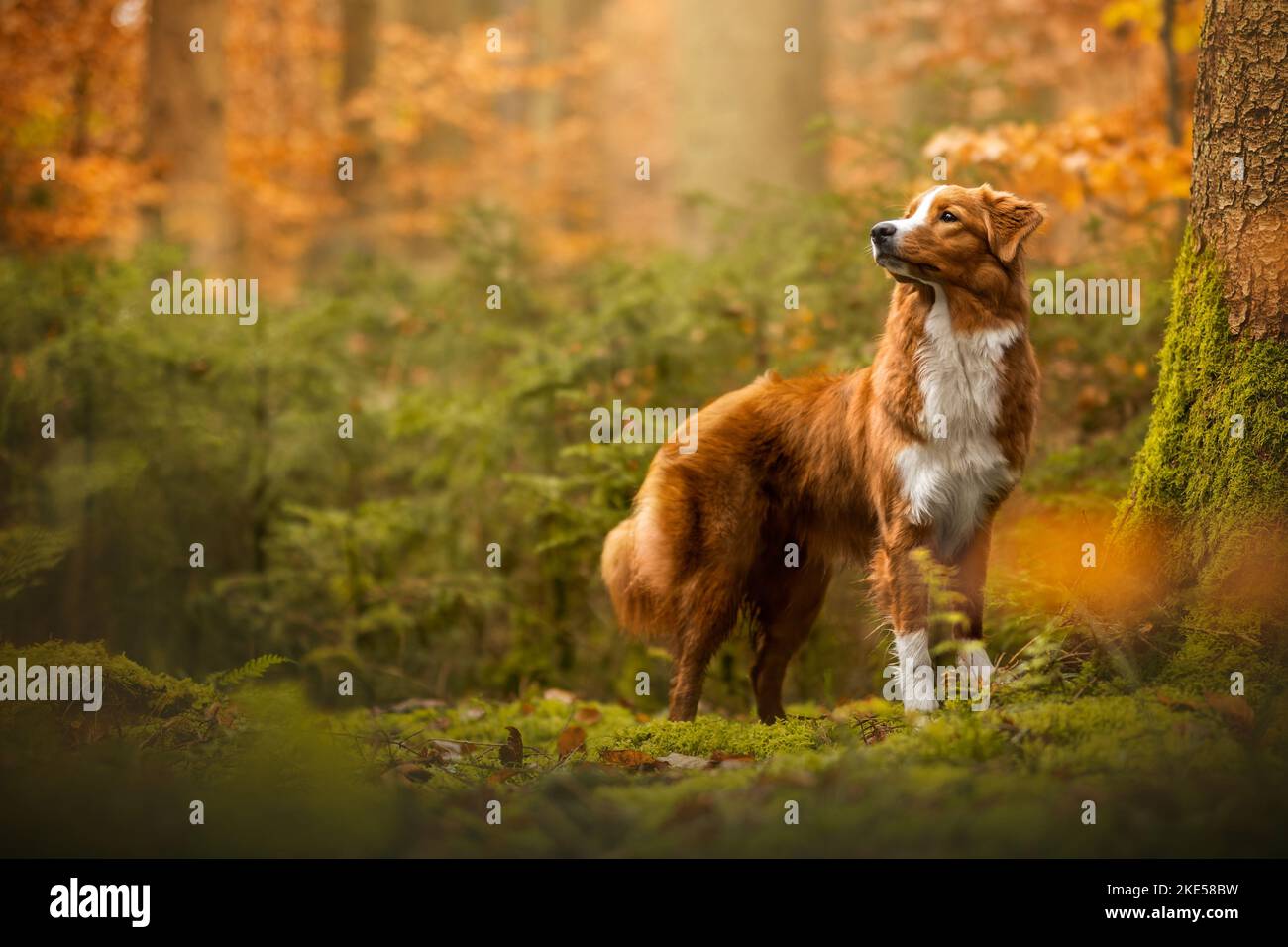 Nova Scotia Duck Tolling Retriever in autumn Stock Photo - Alamy