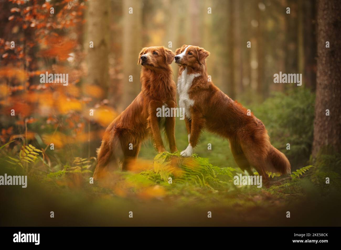 2 Nova Scotia Duck Tolling Retriever Stock Photo - Alamy