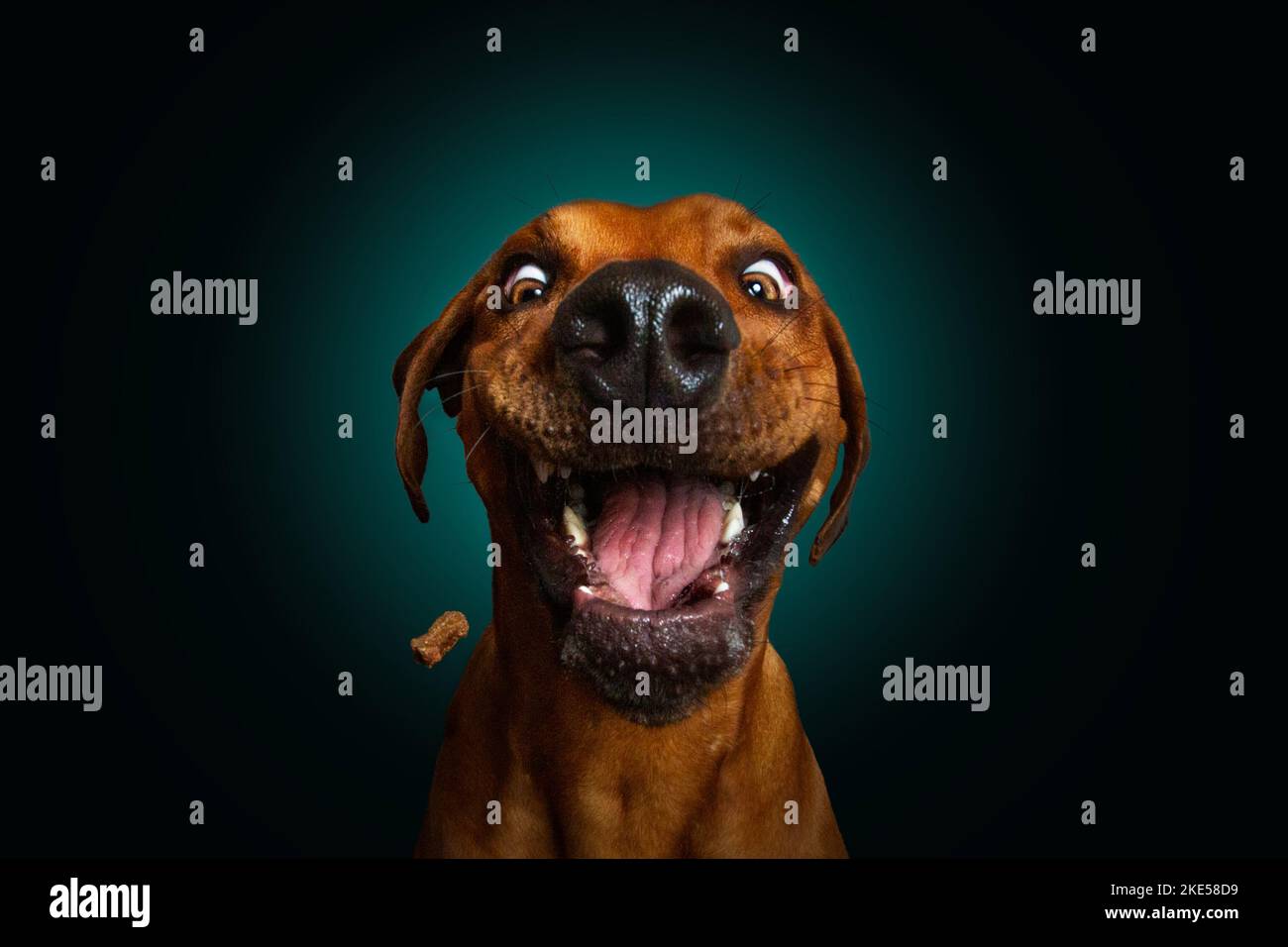 Rhodesian Ridgeback in studio Stock Photo - Alamy