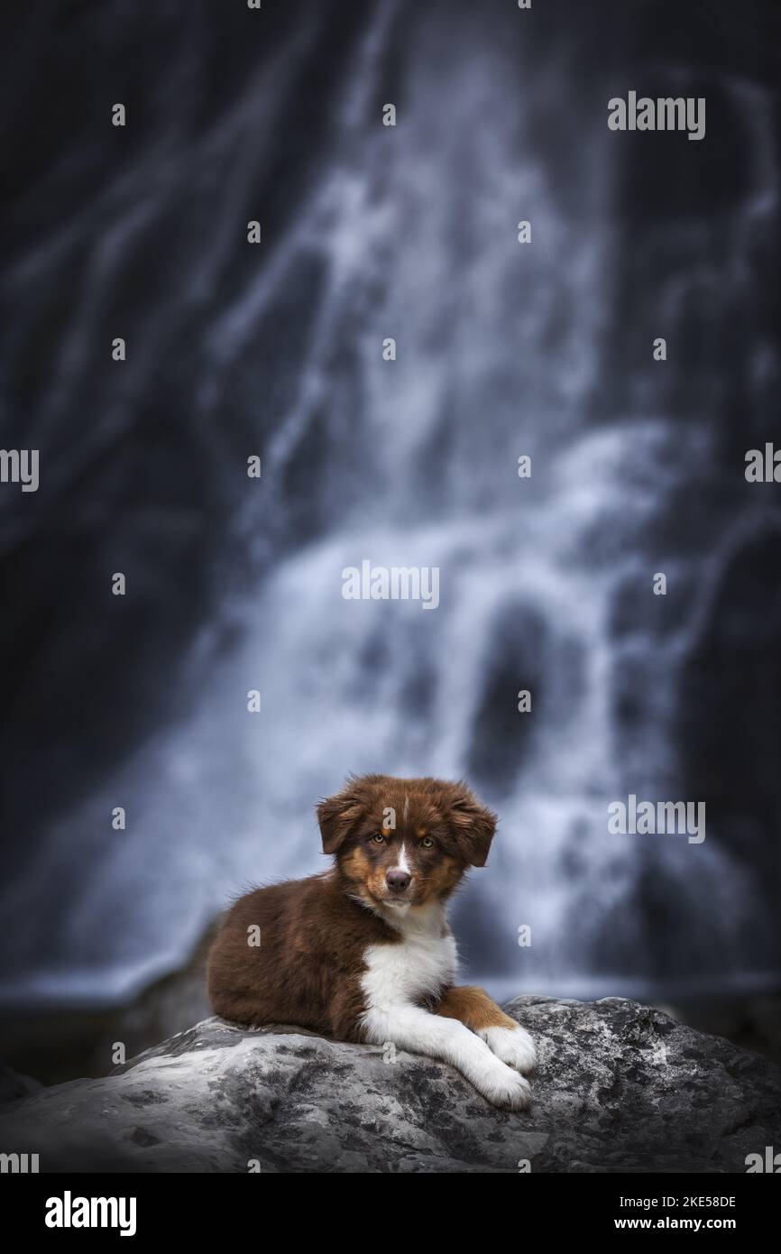 young Australian Shepherd inn front of waterfall Stock Photo - Alamy