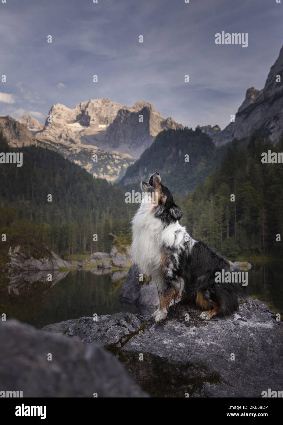 barking Australian Shepherd Stock Photo - Alamy
