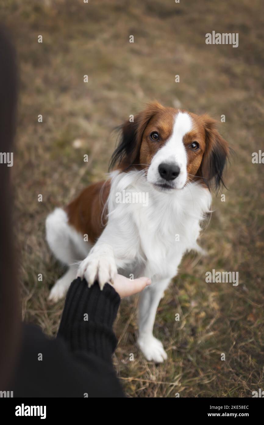 Kooiker sitting hi-res stock photography and images - Alamy