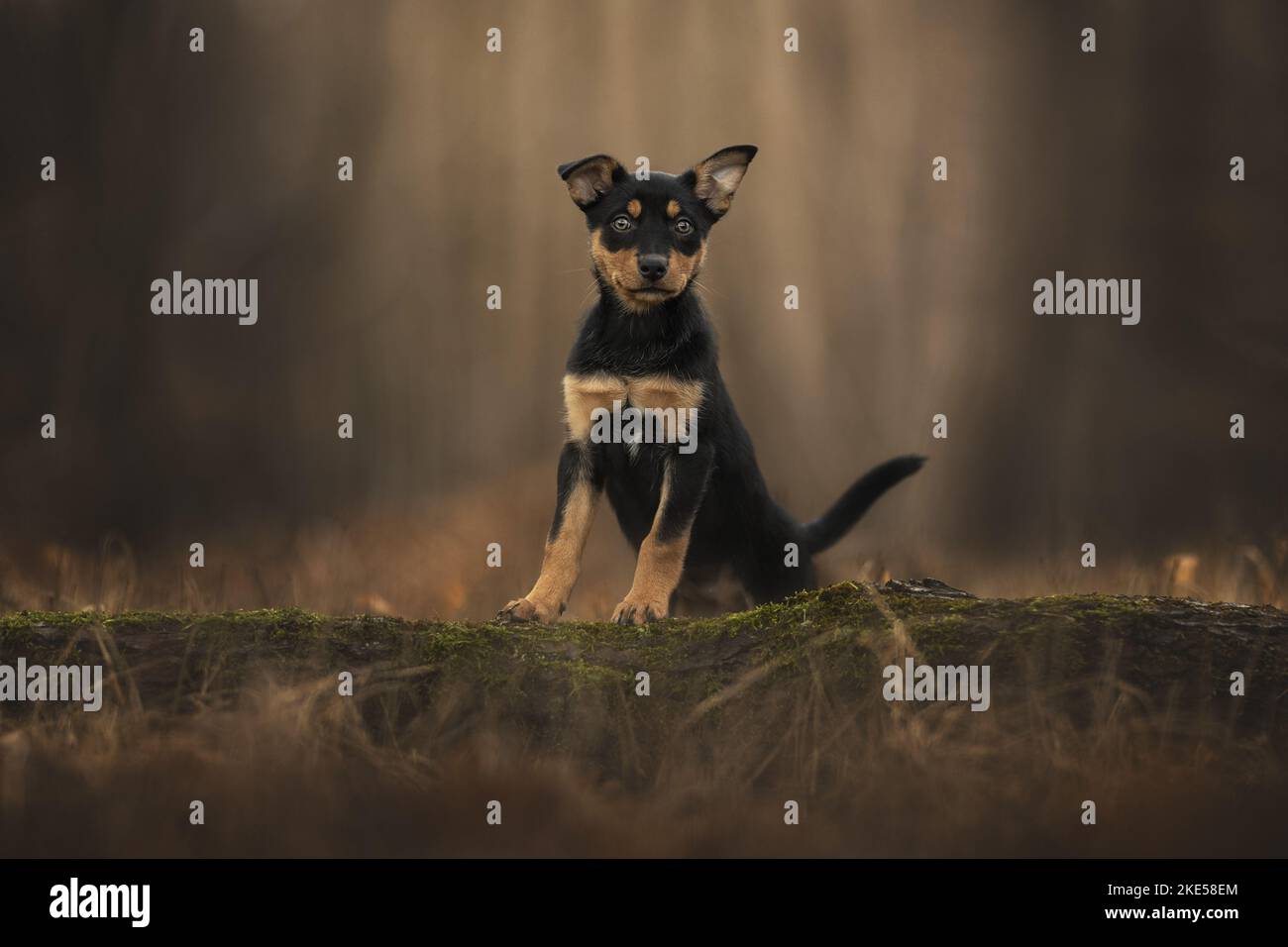 Working pups hi-res stock photography and images - Alamy