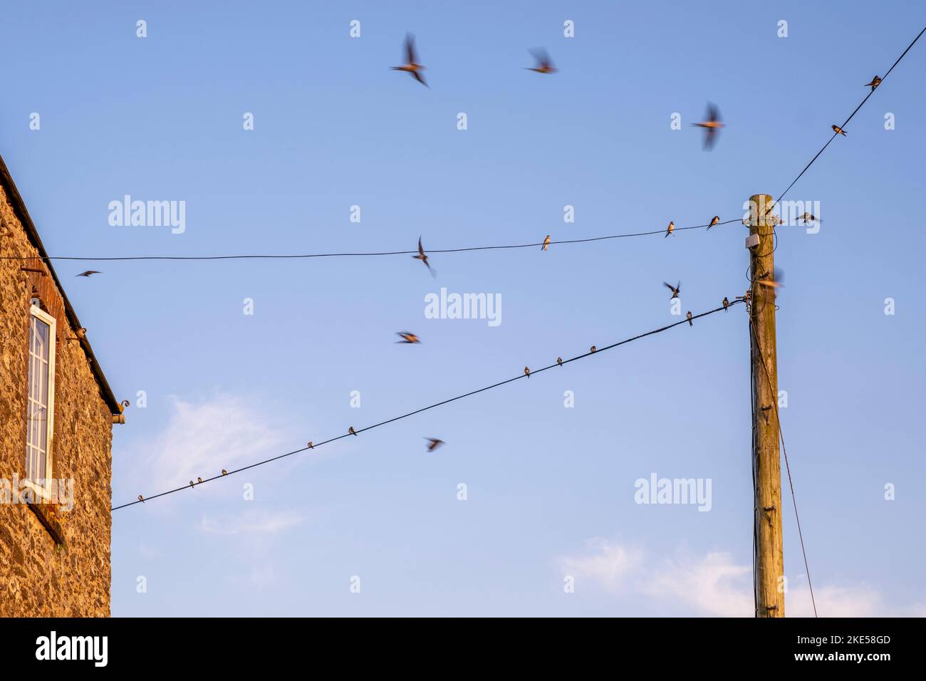 swallows on telegraph wires, East Prawle, Devon Stock Photo - Alamy