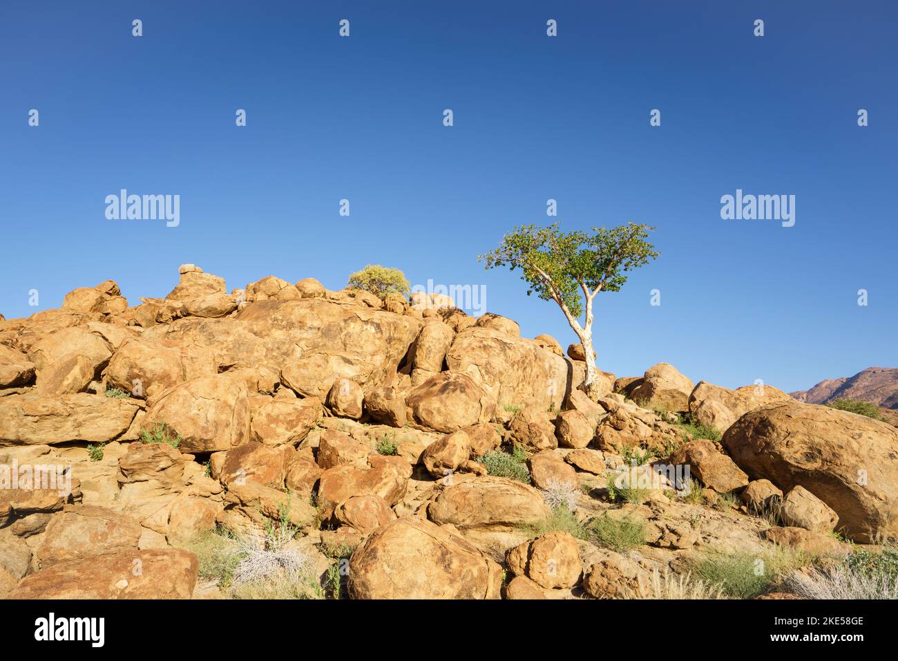 Green sheperd's tree grows between orange rocks and boulders. The rocks ...