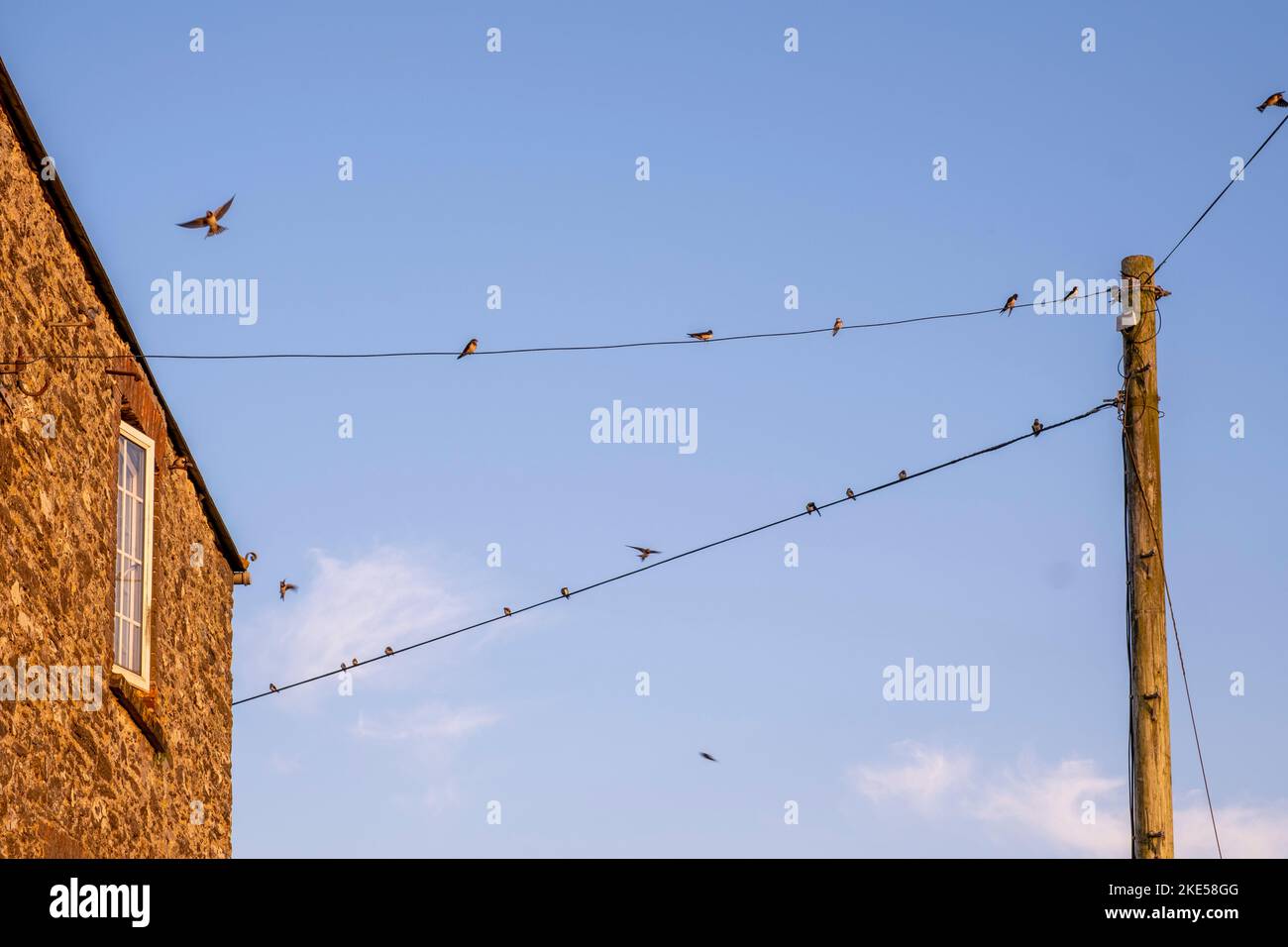 swallows on telegraph wires, East Prawle, Devon Stock Photo - Alamy