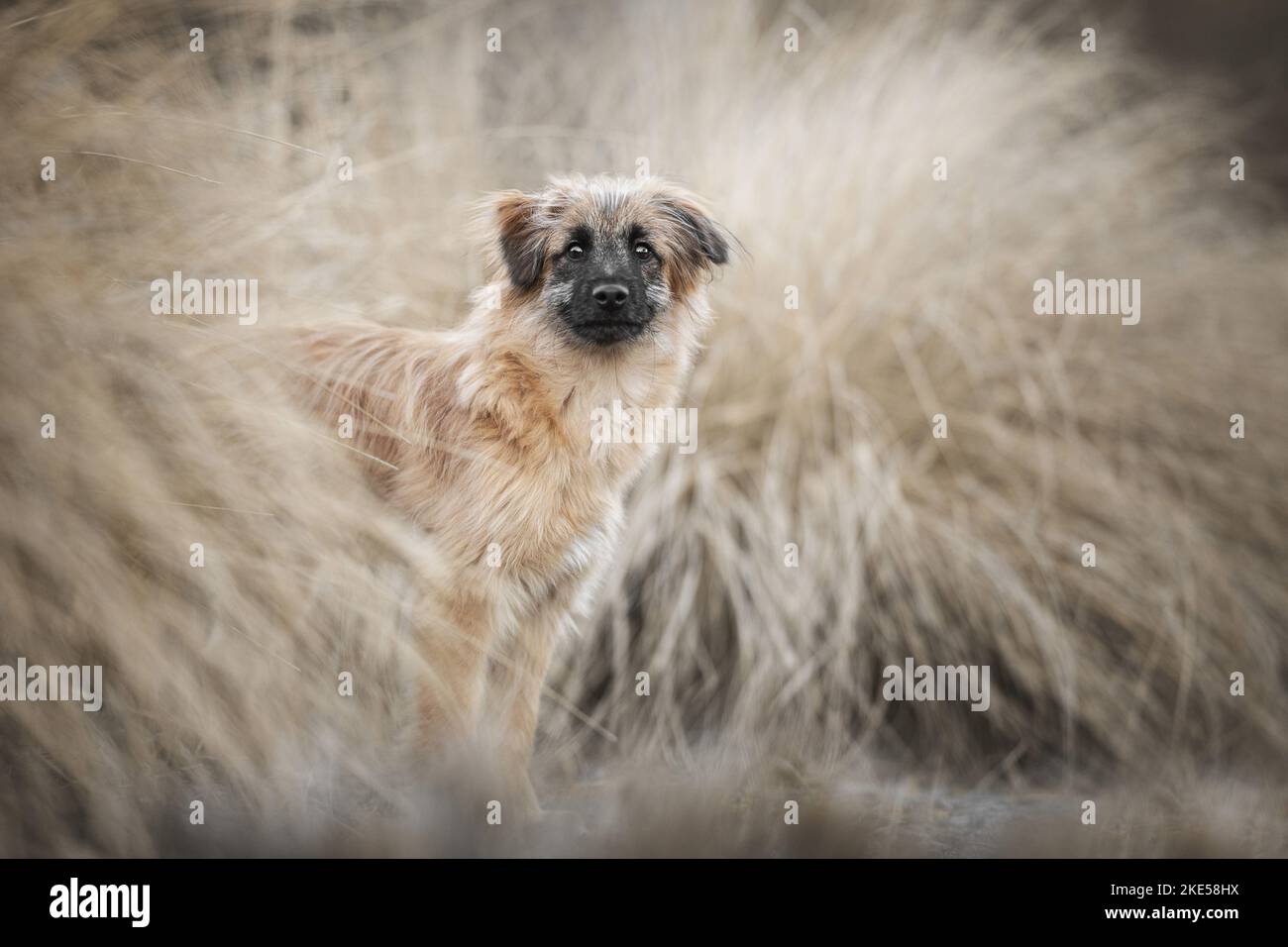 Berger de Pyrenees Stock Photo - Alamy