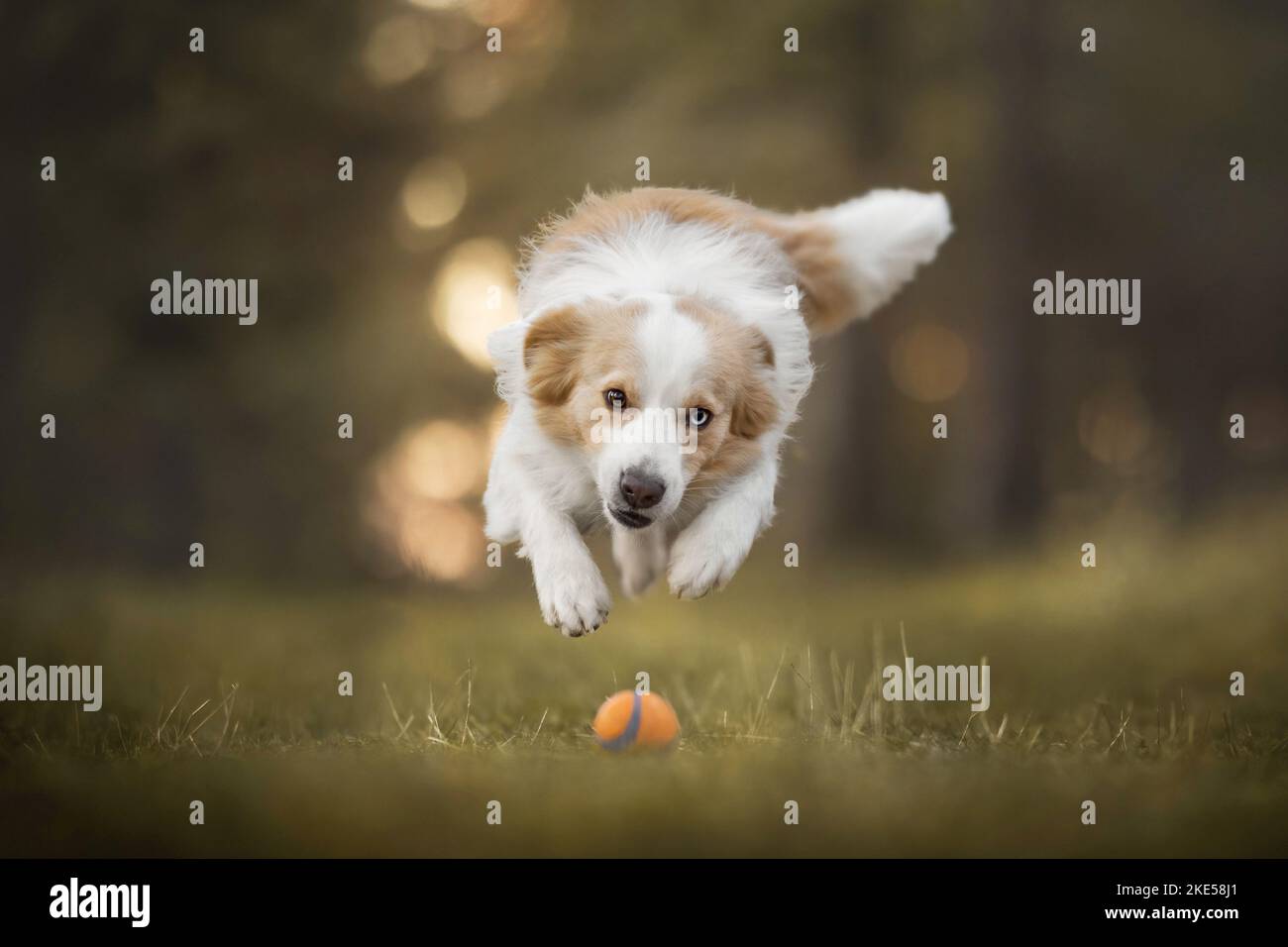 red-white Border Collie Stock Photo - Alamy