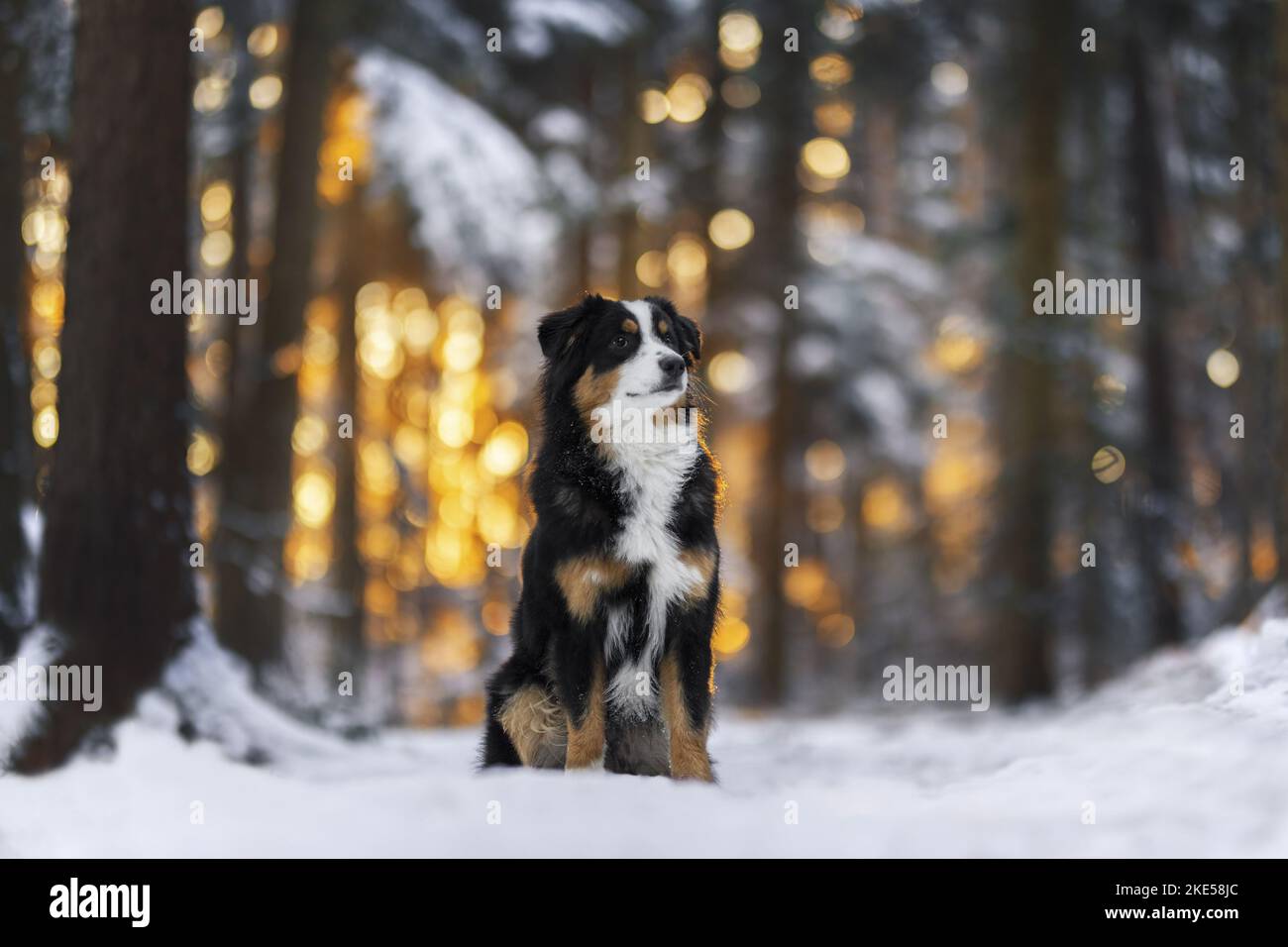 Australian Shepherd in snow Stock Photo - Alamy