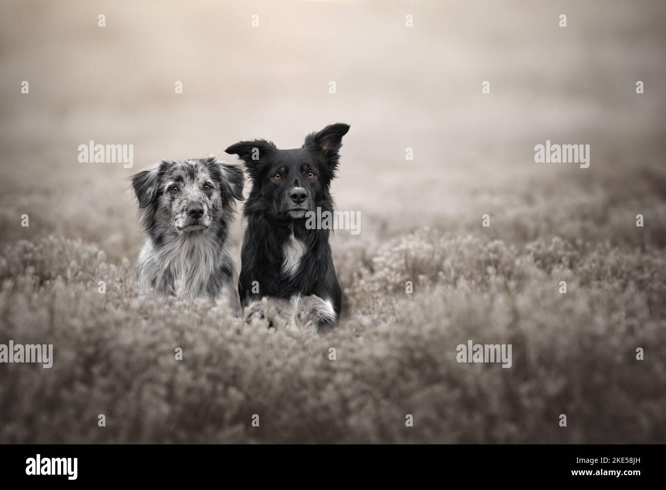 Border Collie and Berger de Pyrenees Stock Photo - Alamy