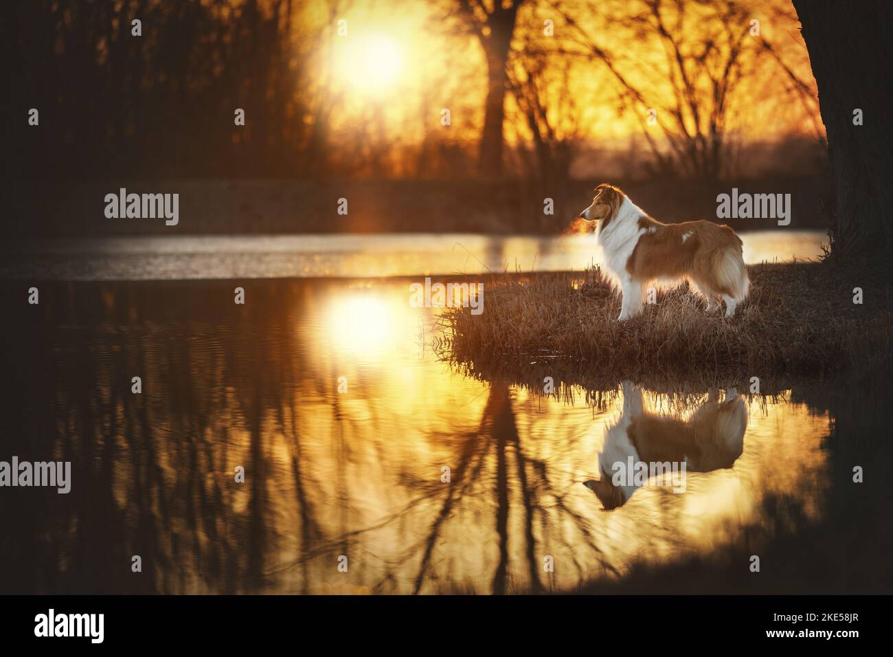 Twilight reflection pet hi-res stock photography and images - Alamy