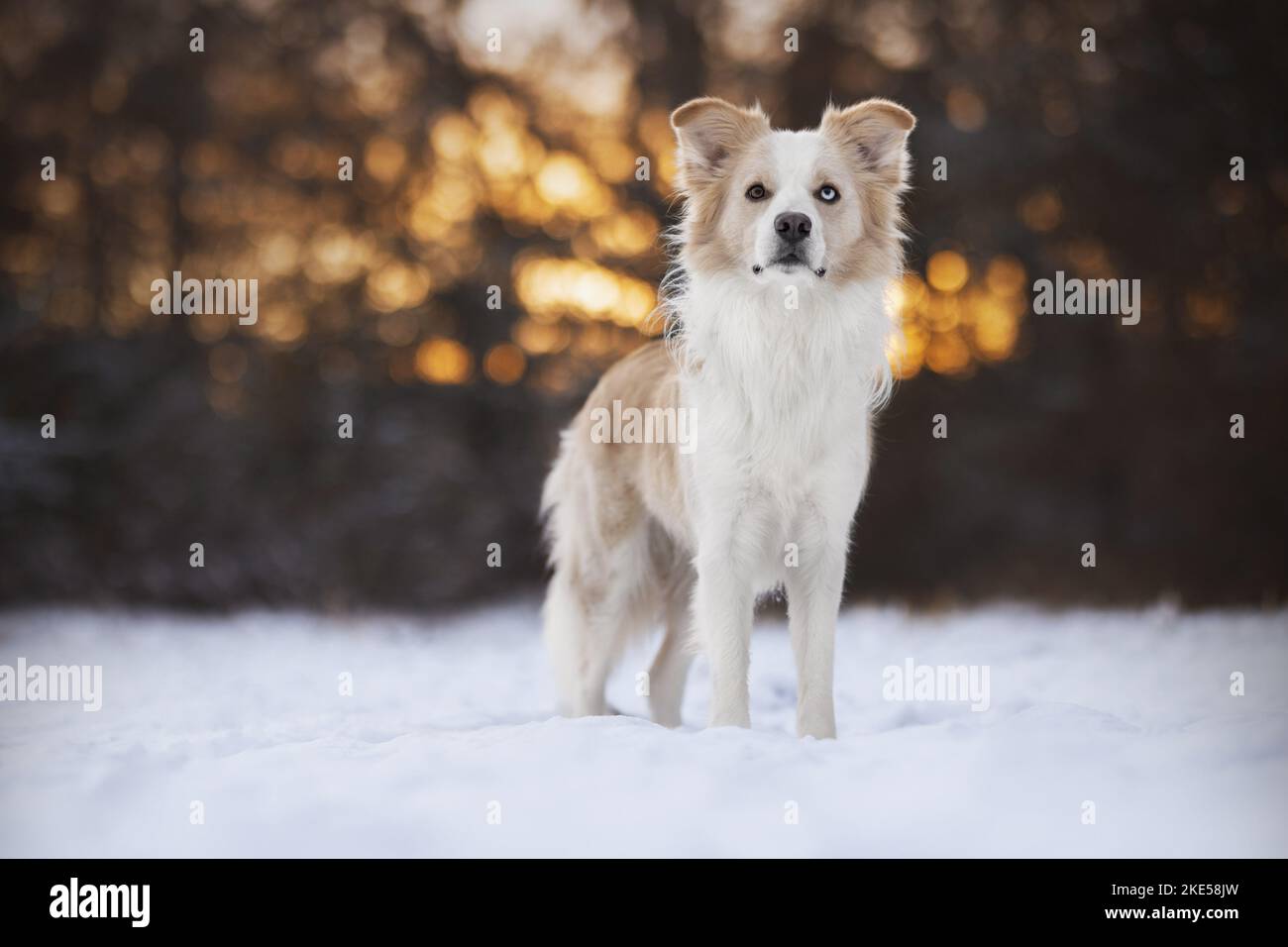 Border Collie Portraits Stock Photo - Alamy