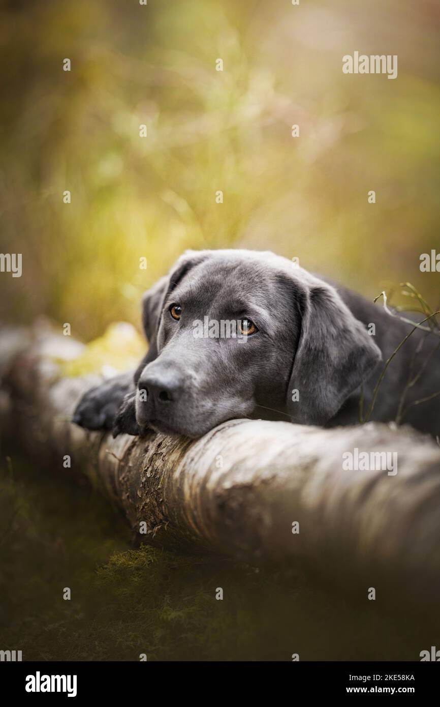 charcoal Labrador Retriever Stock Photo - Alamy
