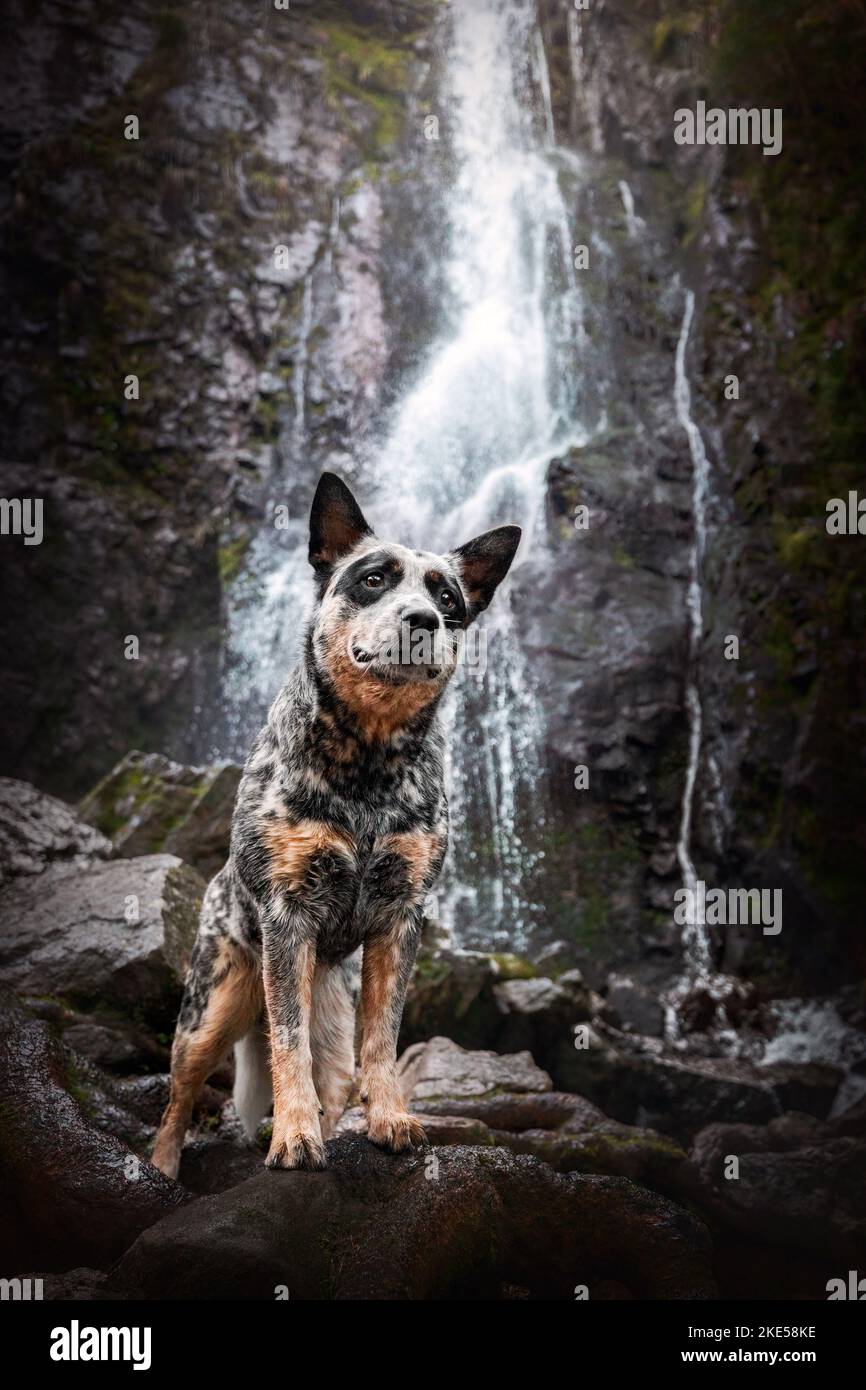 Australian Cattle Dog Stock Photo - Alamy