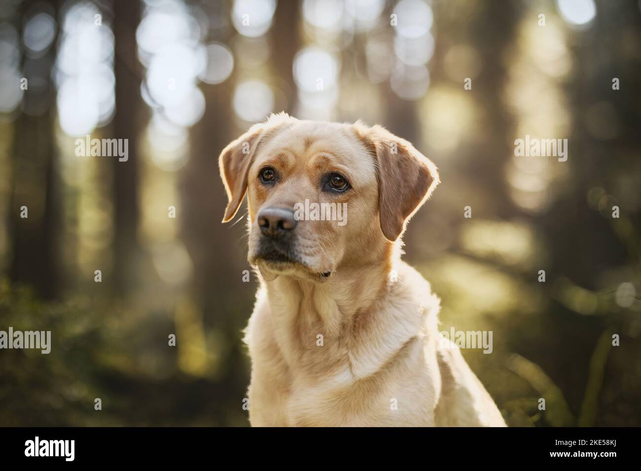 Blonde cue hi-res stock photography and images - Alamy
