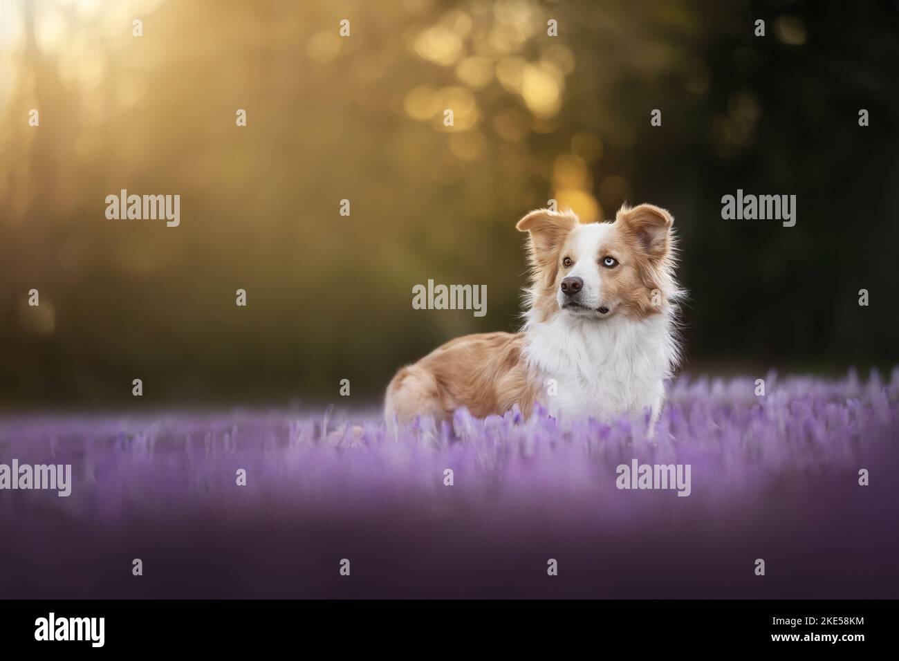 red-white Border Collie Stock Photo - Alamy