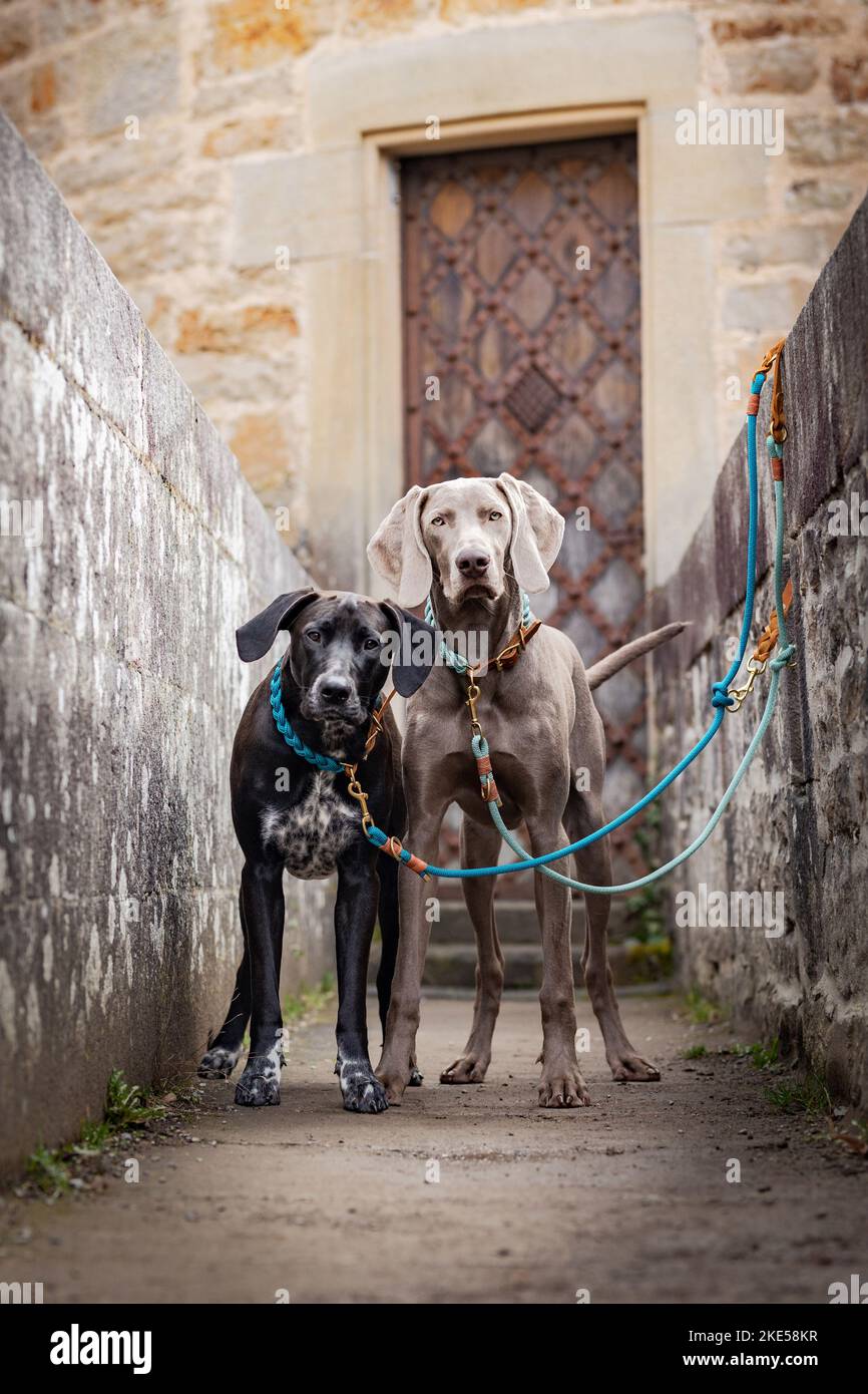 Large sized hunting dogs hi-res stock photography and images - Alamy