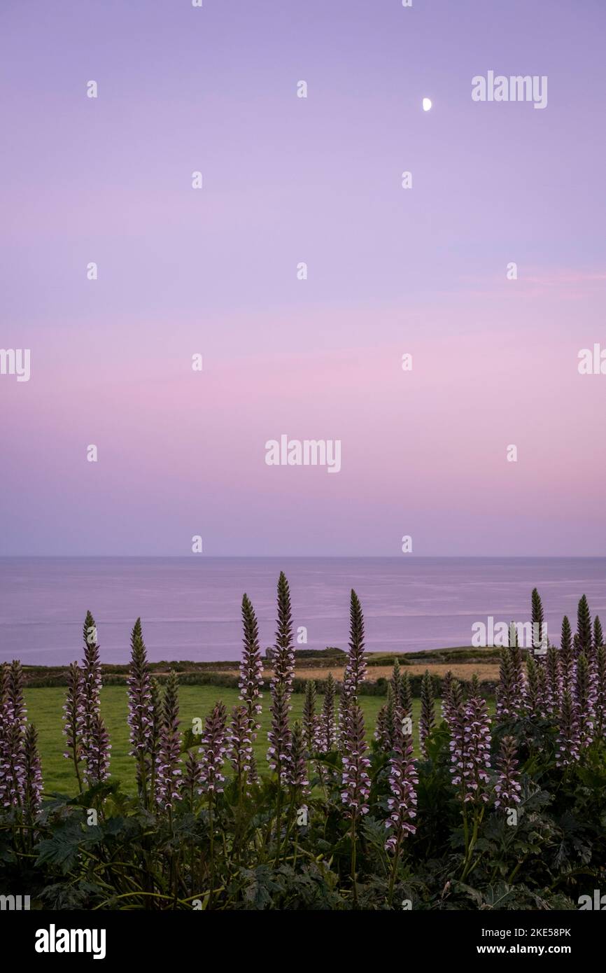 Acanthus mollis, ’bear's breeches’ at dusk overlooking the sea, Devon ...