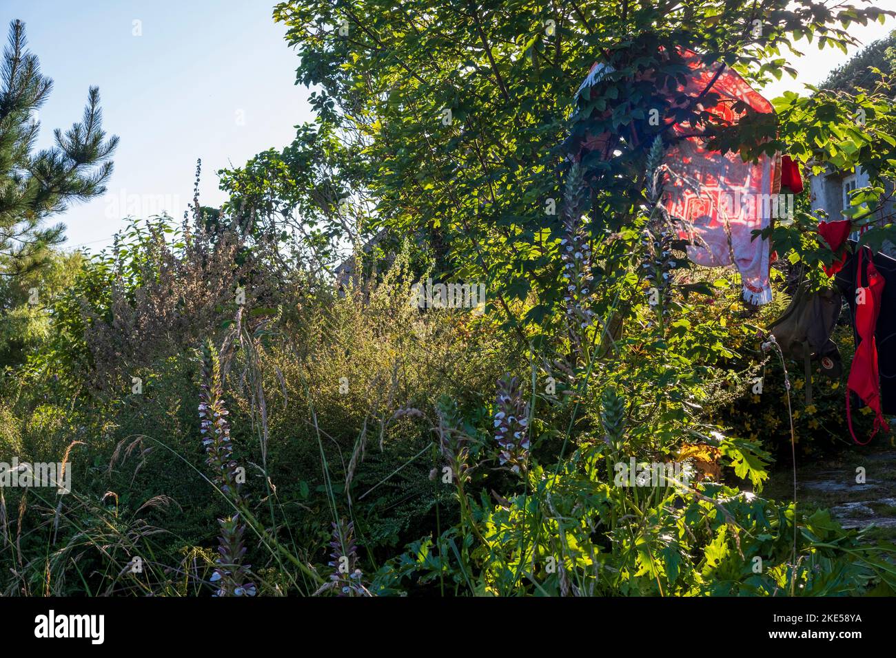 laundry hanging from tree in overgrown cottage garden, Devon Stock ...