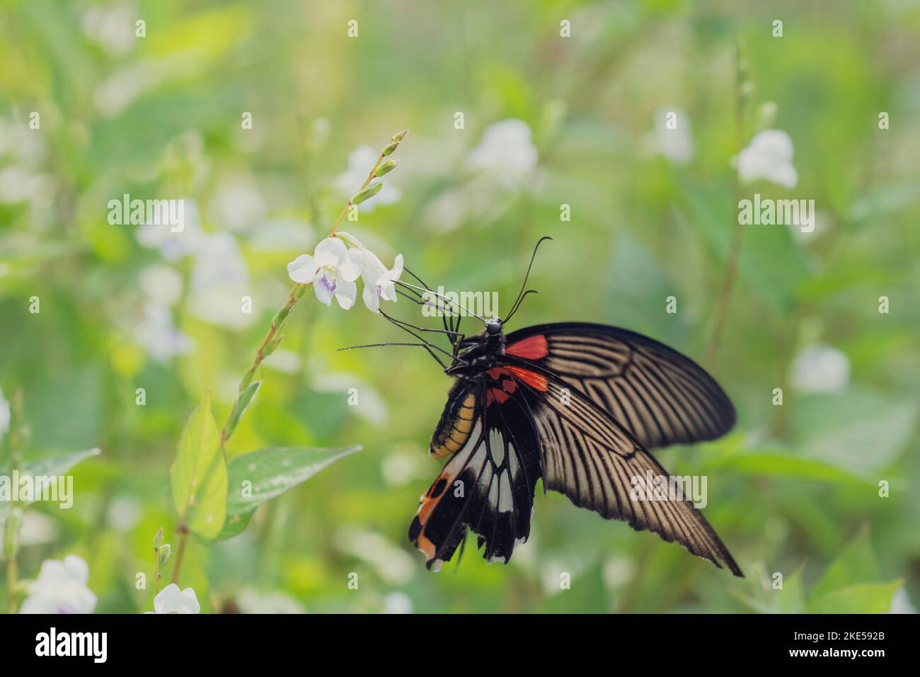 Beautiful spring nature background with butterfly and flowers in forest ...