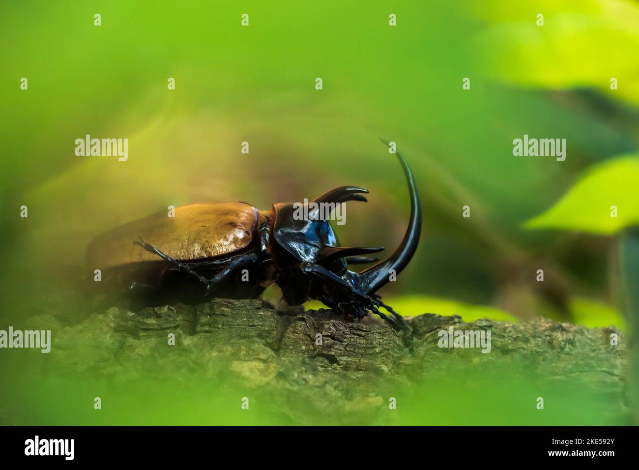 Five-horned rhinoceros beetle (Eupatorus gracilicornis) also known as ...