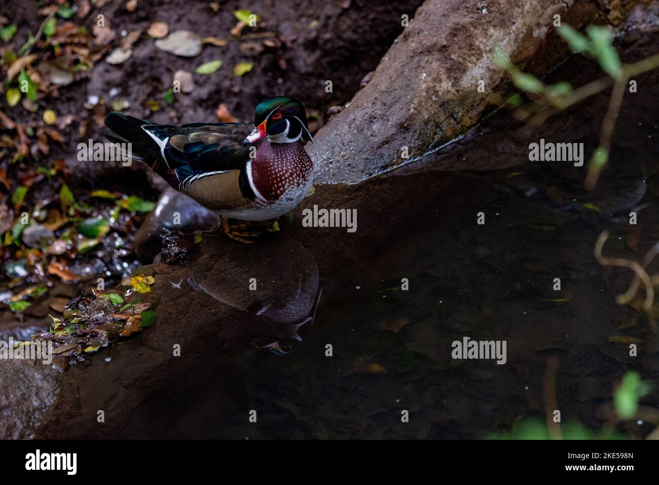 A closeup shot of a male wood duck standing on the shore of the pond in ...