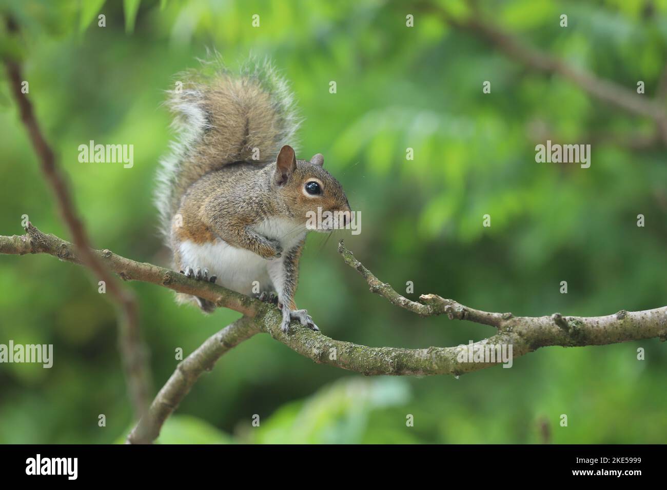 A closeup shot of a cute small Eastern gray squirrel standing on a ...
