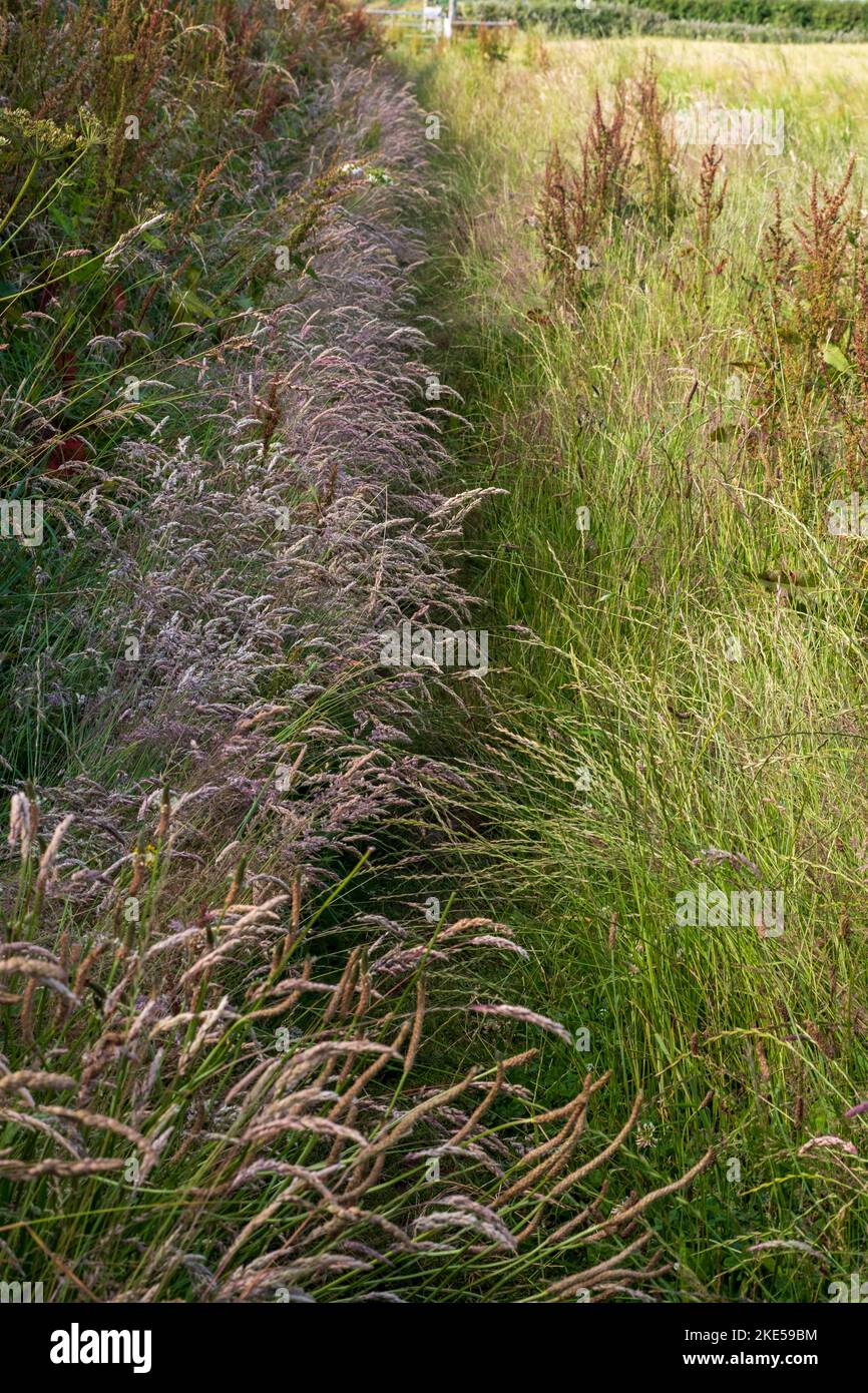 Field margins with mixture of common grasses in summer. Cocks-foot and ...