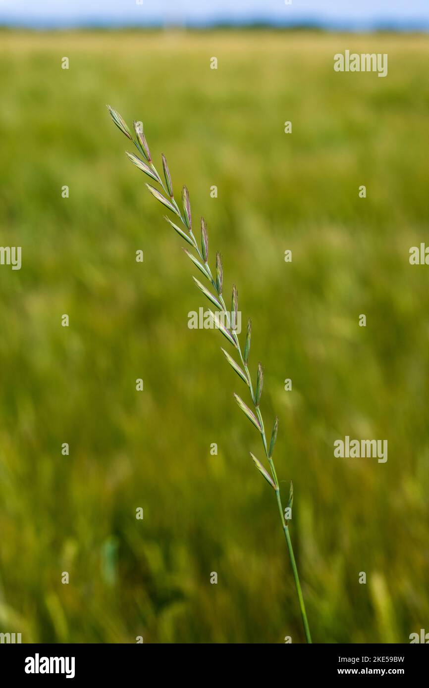 Lolium perenne, Ryegrass Stock Photo - Alamy