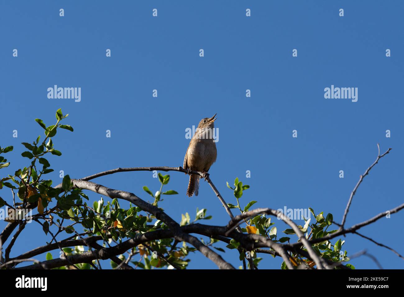 A closeup shot of a house wren bird perched on a tree branches against ...