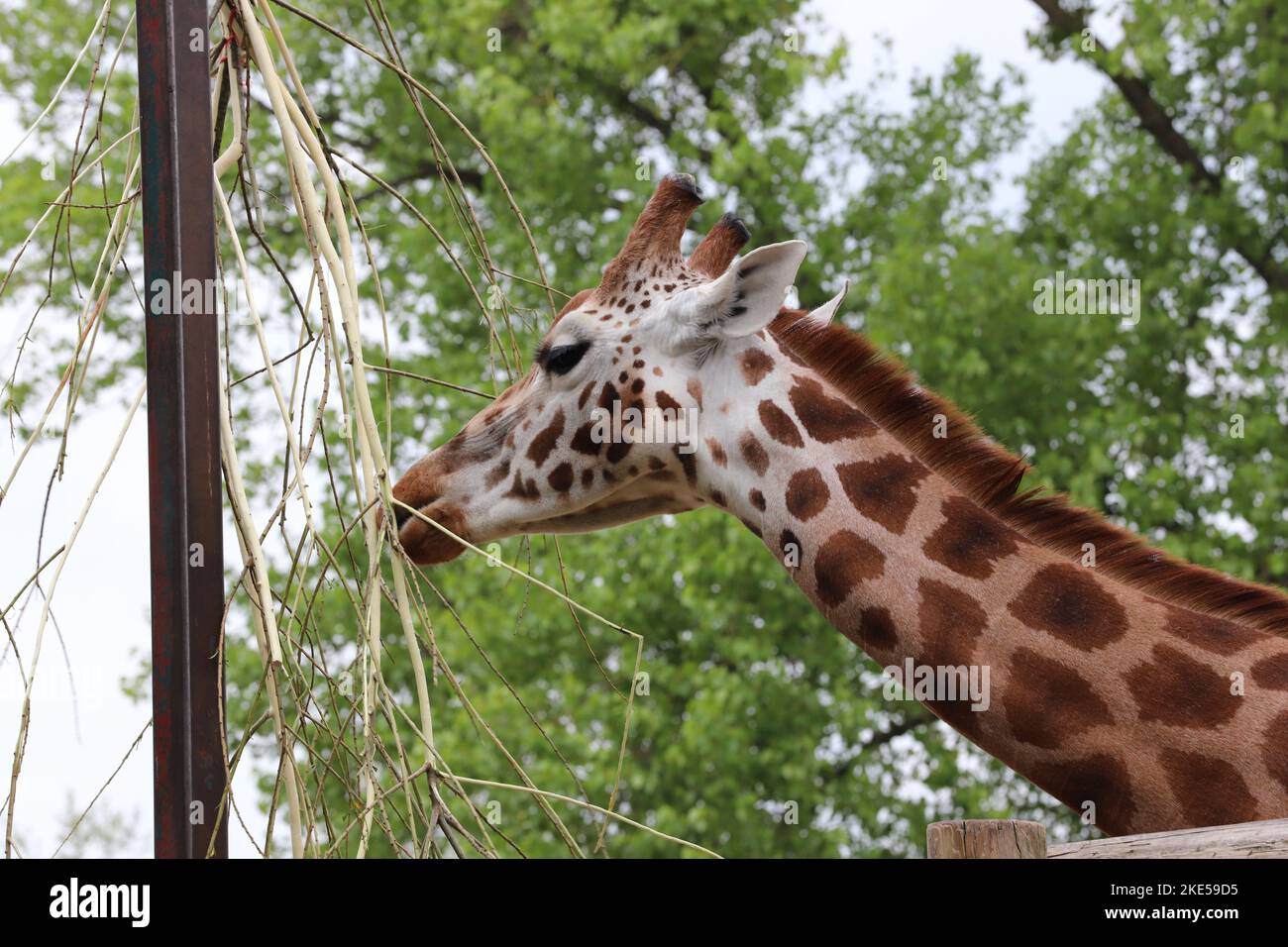 A closeup shot of a beautiful Northern giraffe eating from a dry tree ...
