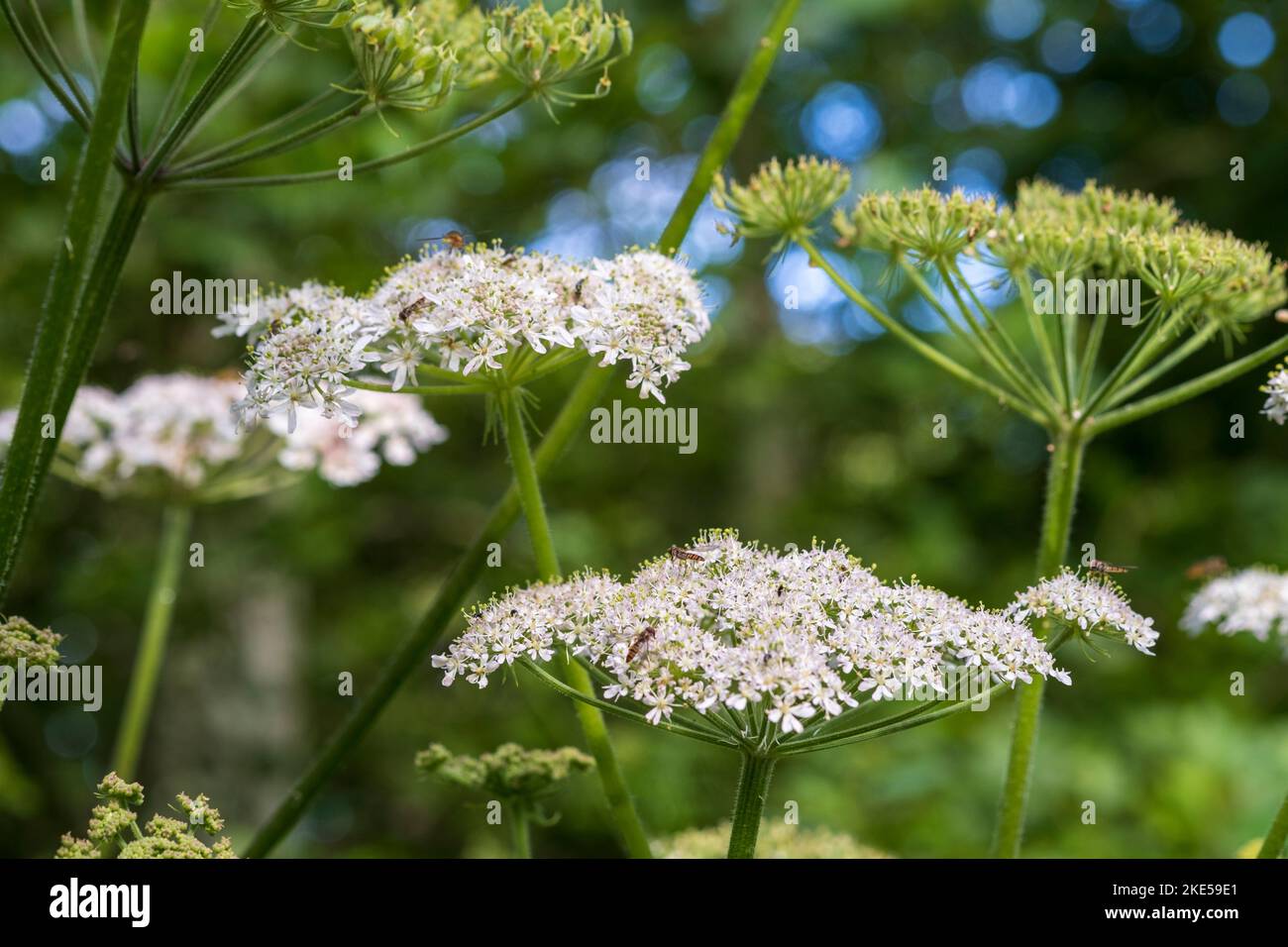 Heracleum sphondylium, Common Hogweed Stock Photo - Alamy