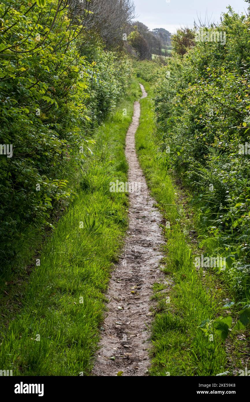 Muddy path or lane between high spring hedges in Devon Stock Photo - Alamy