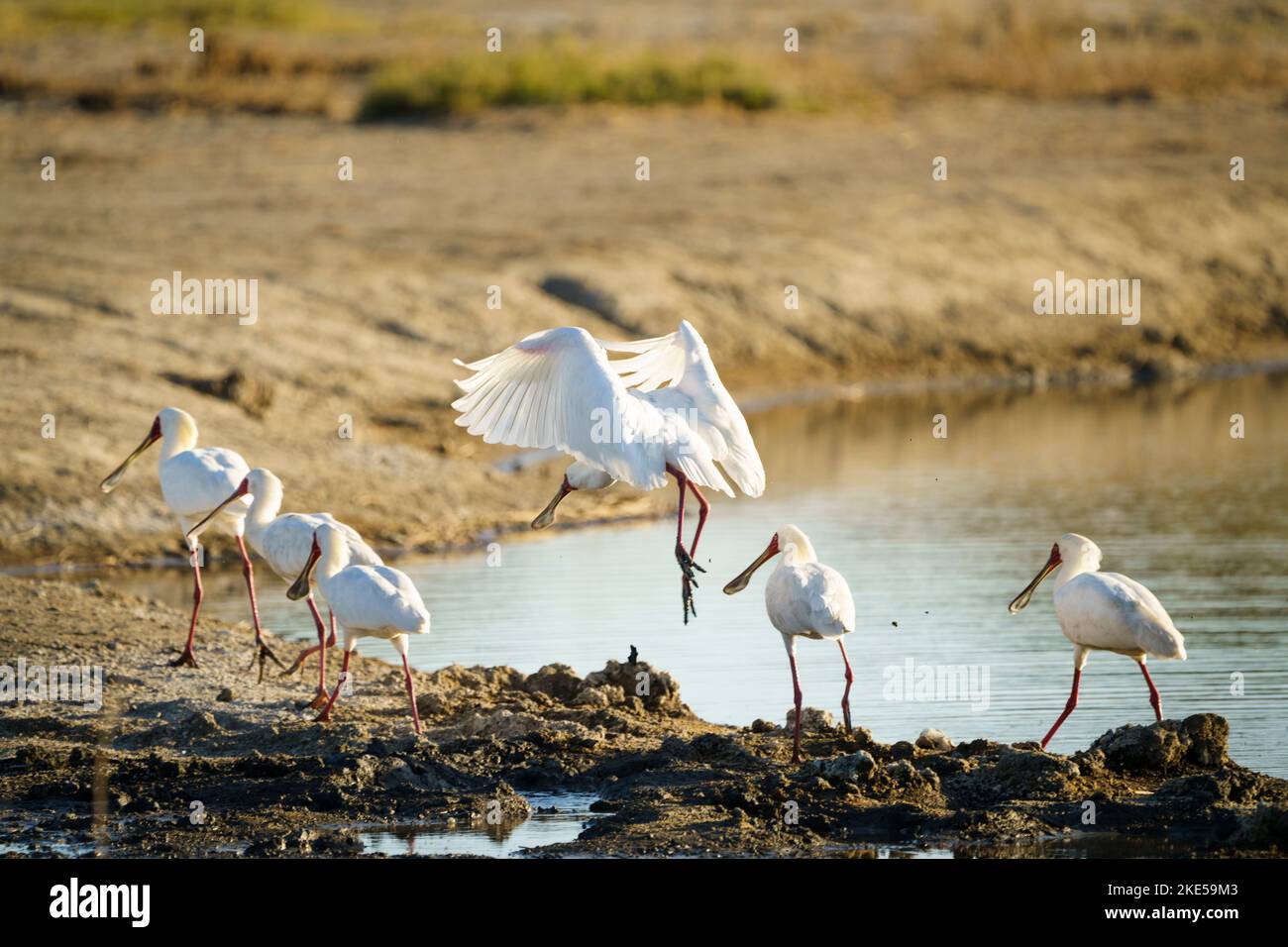 African Spoonbills (Platalea alba) group walks along a lake. Hwange ...