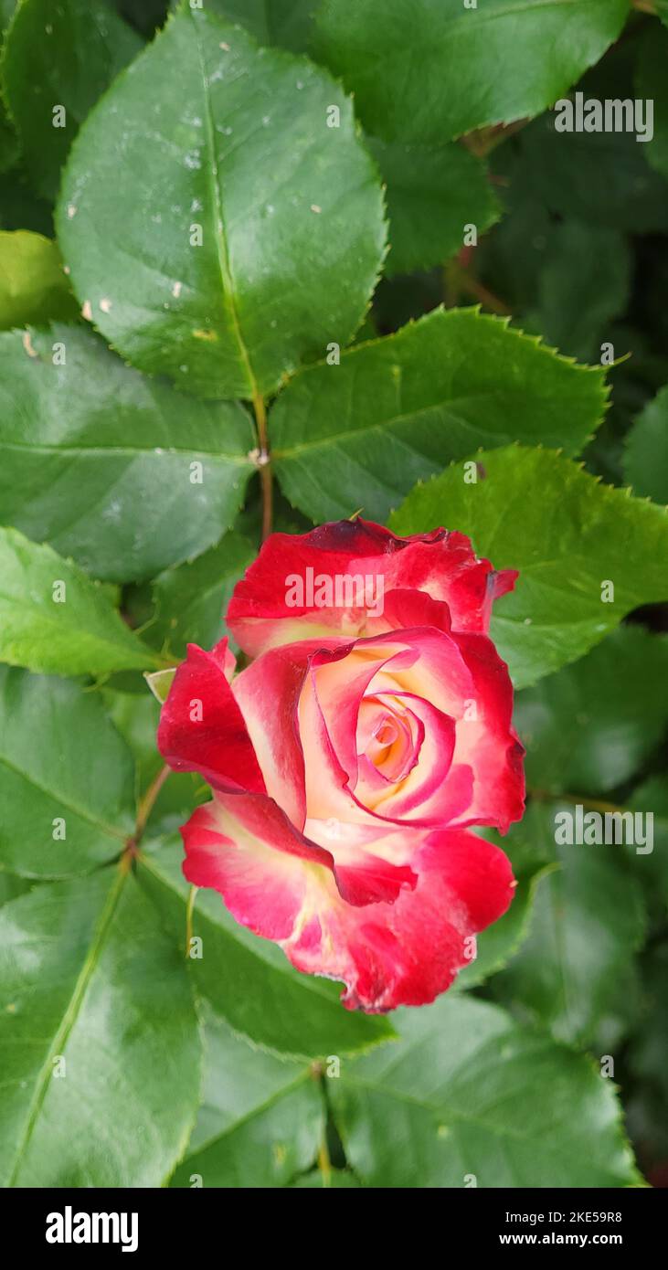 A beautiful red and white garden-rose blooming among green leaves in ...