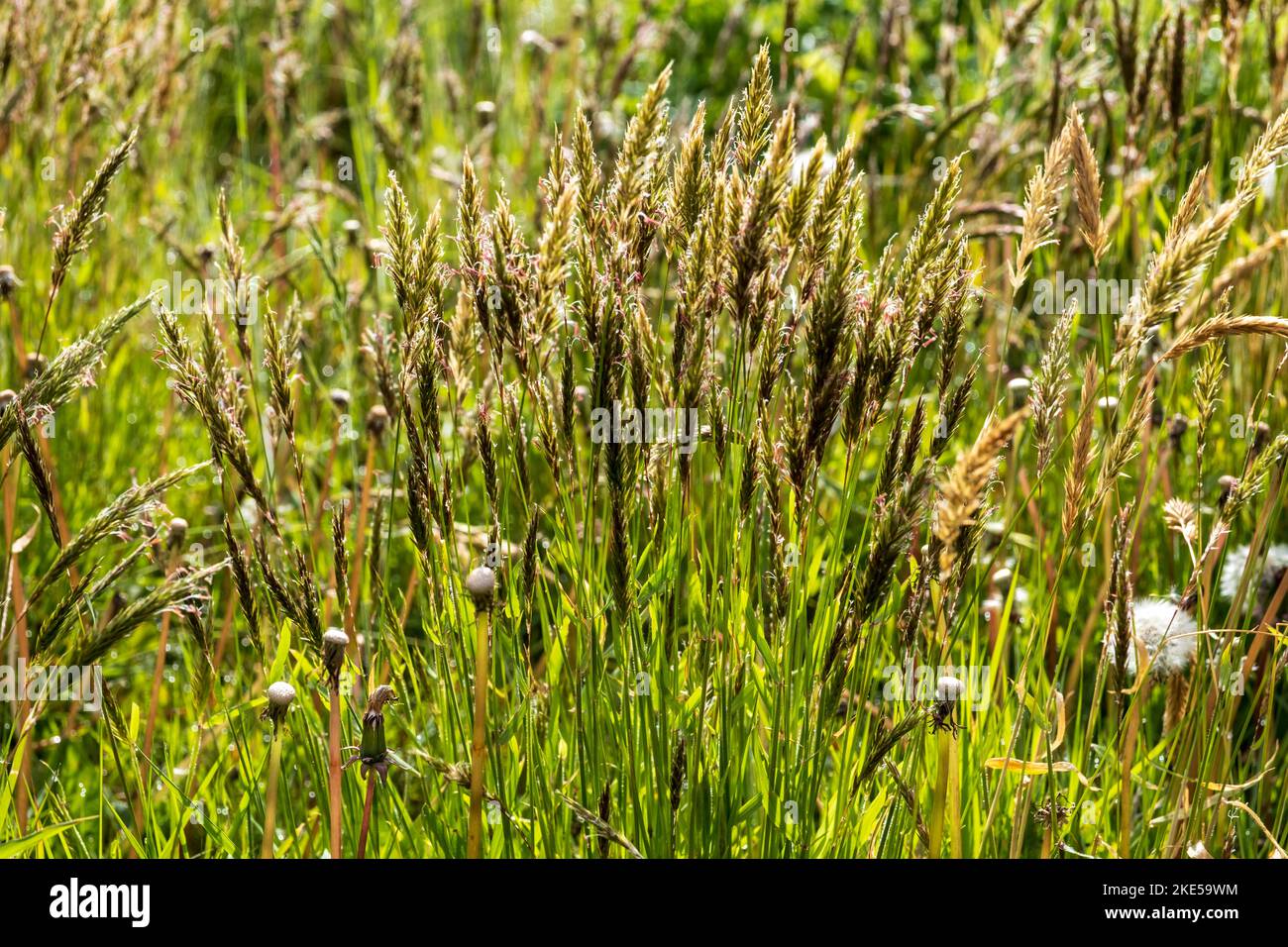 Anthoxanthum odoratum, Sweet Vernal Grass Stock Photo - Alamy