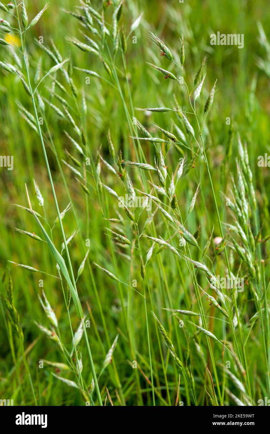 Soft brome grass hi-res stock photography and images - Alamy