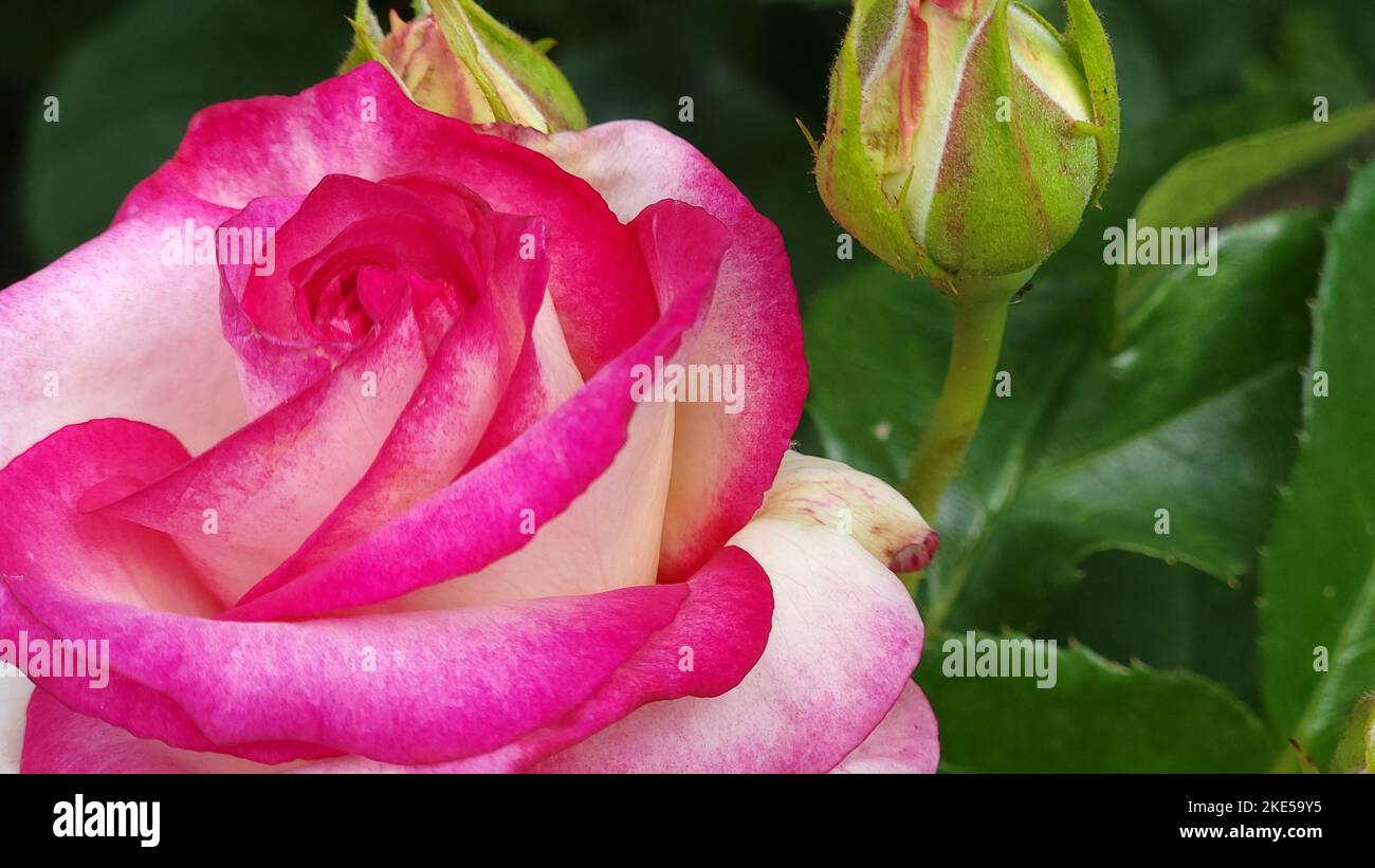 A closeup shot of a pink-tipped garden-rose, and buds blooming among ...