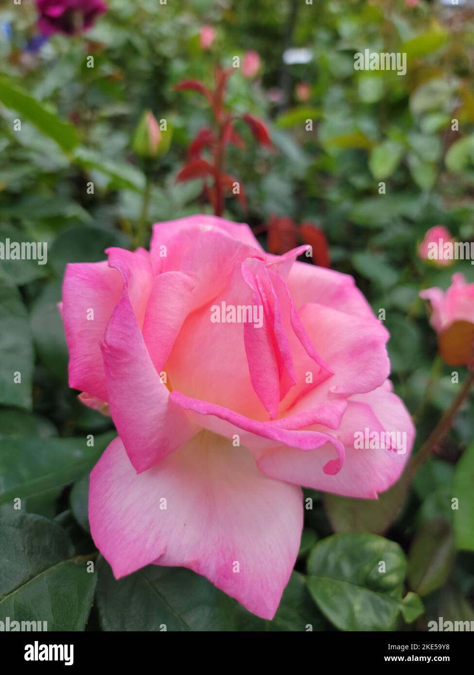 Rosa peace madame a meilland hi-res stock photography and images - Alamy