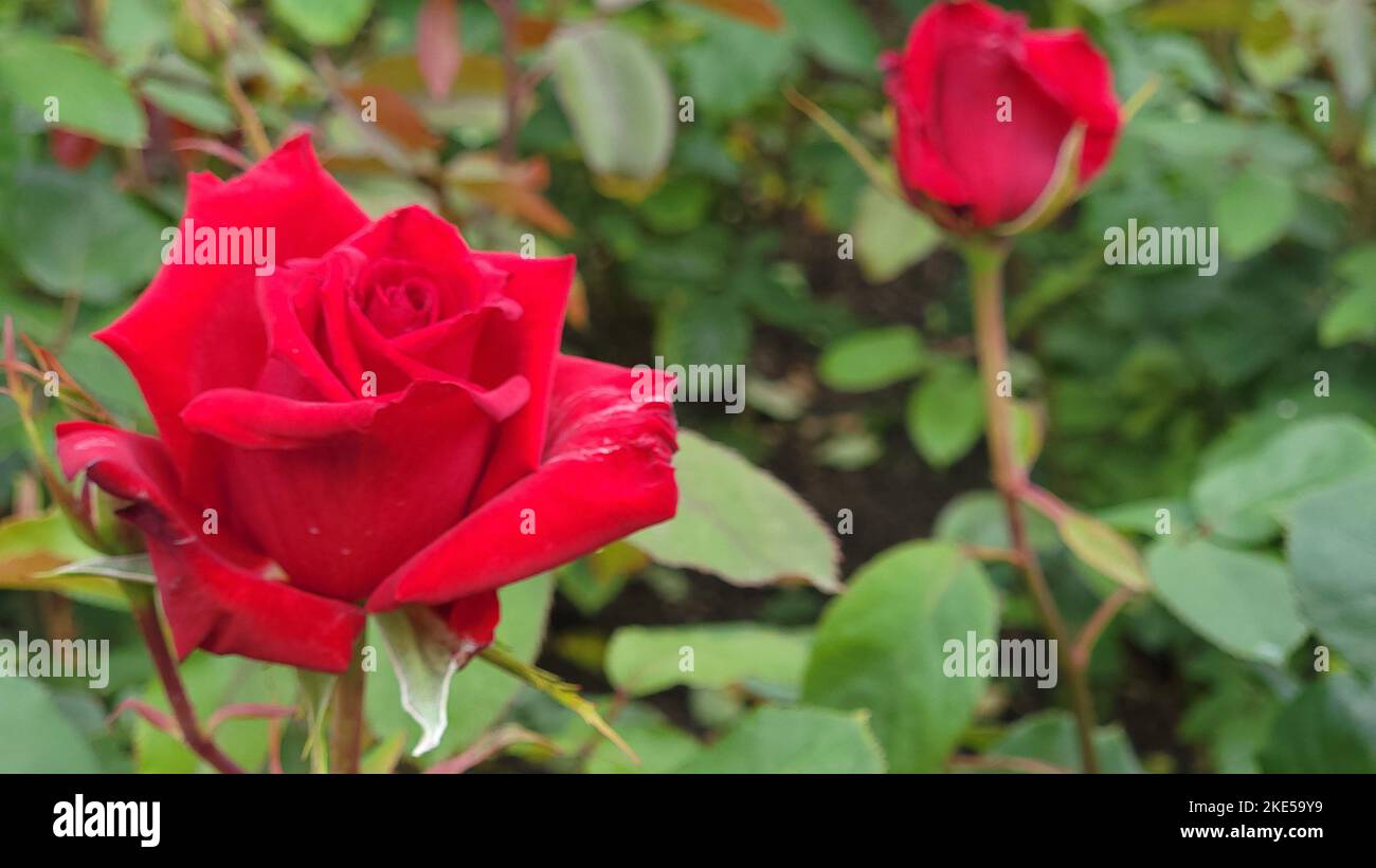 A selective shot of Rosal Jubile Papa Meilland flower blooming in the ...