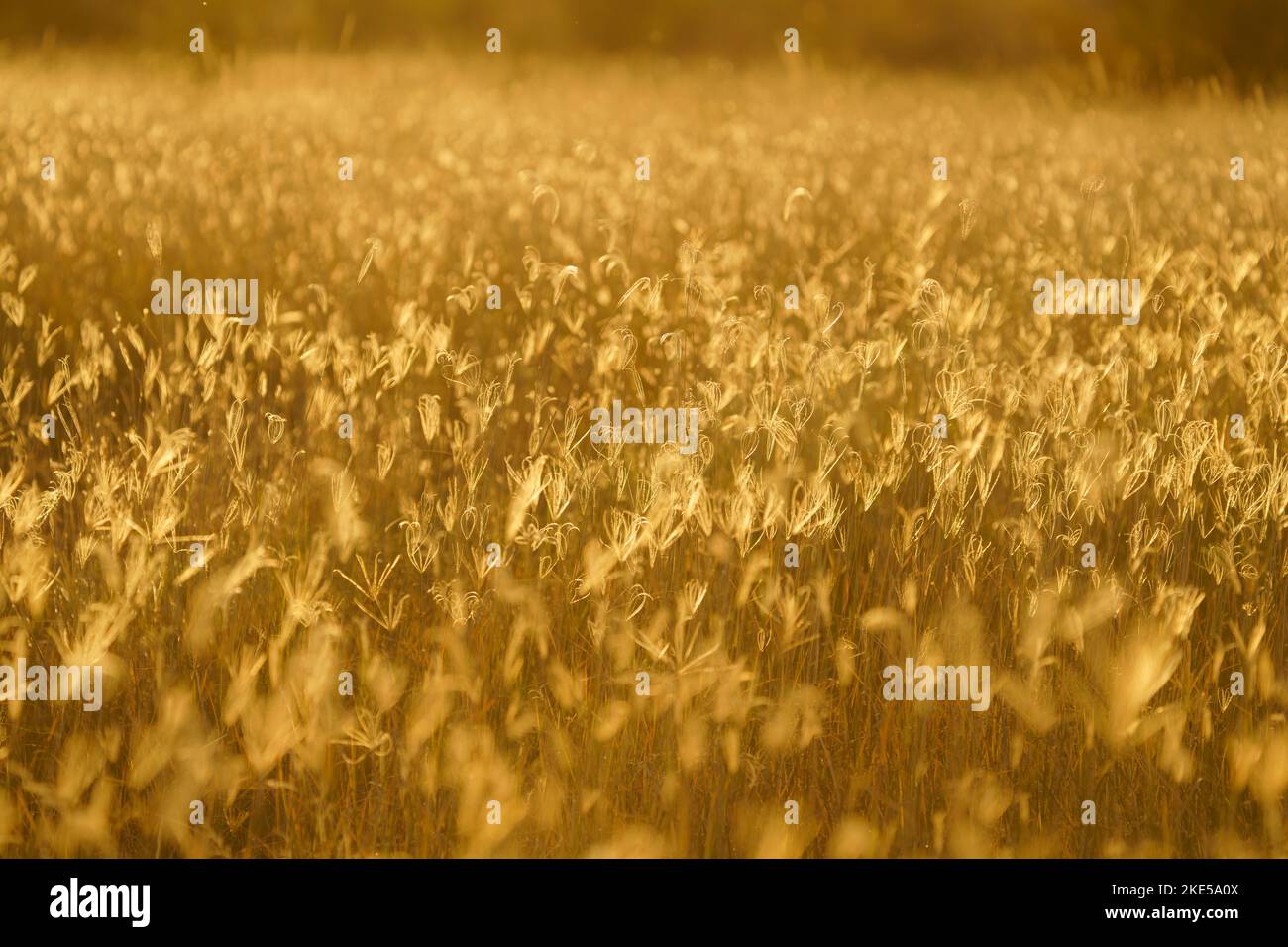 Close-up of grass blades in the field with golden light from the ...