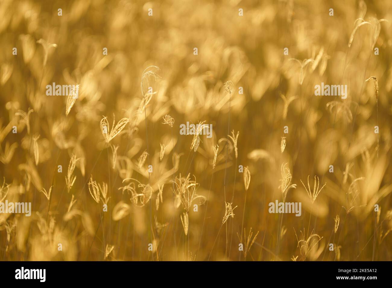 Close-up of grass blades in the field with golden light from the ...