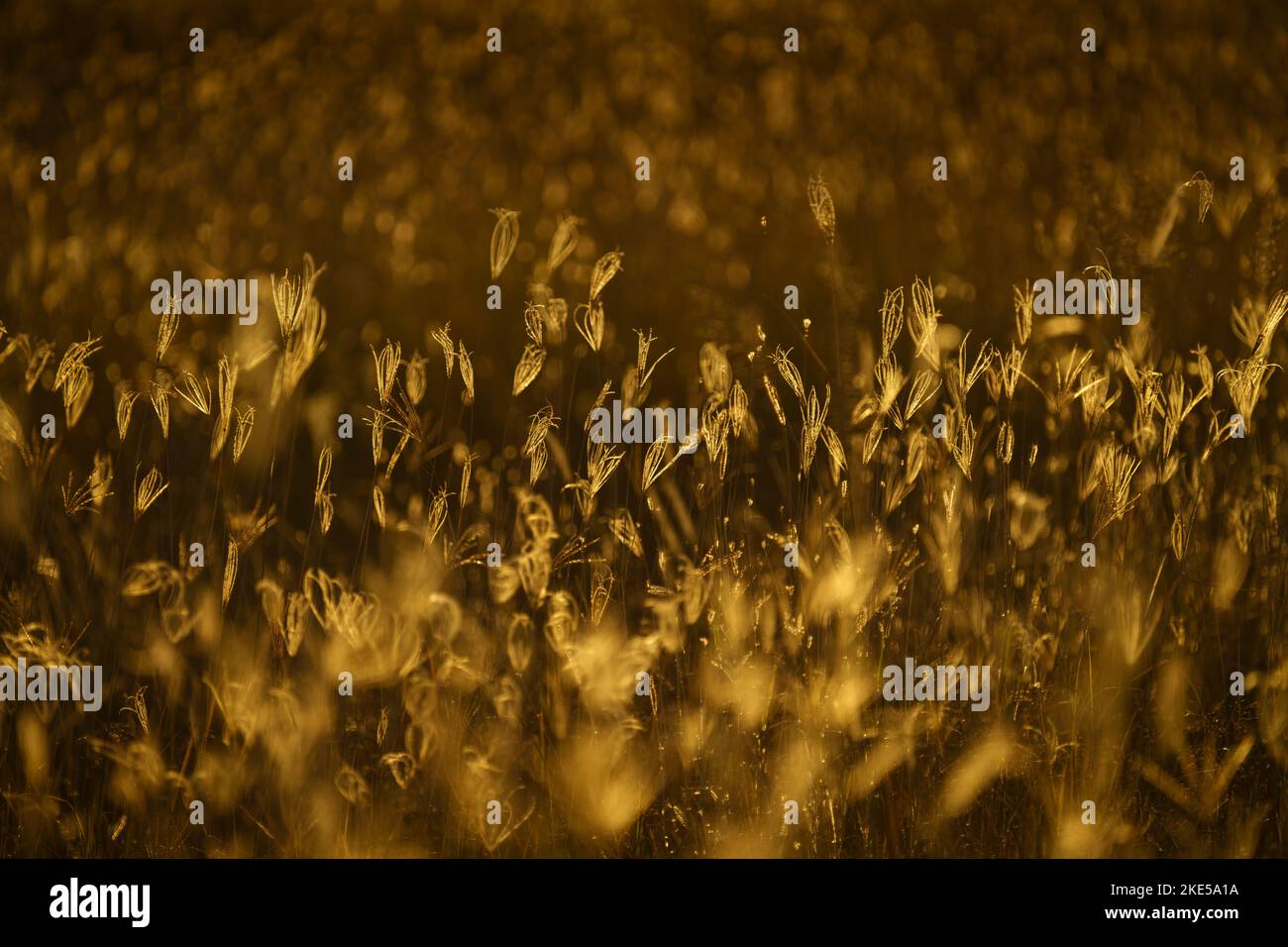 Close-up of grass blades in the field with golden light from the ...