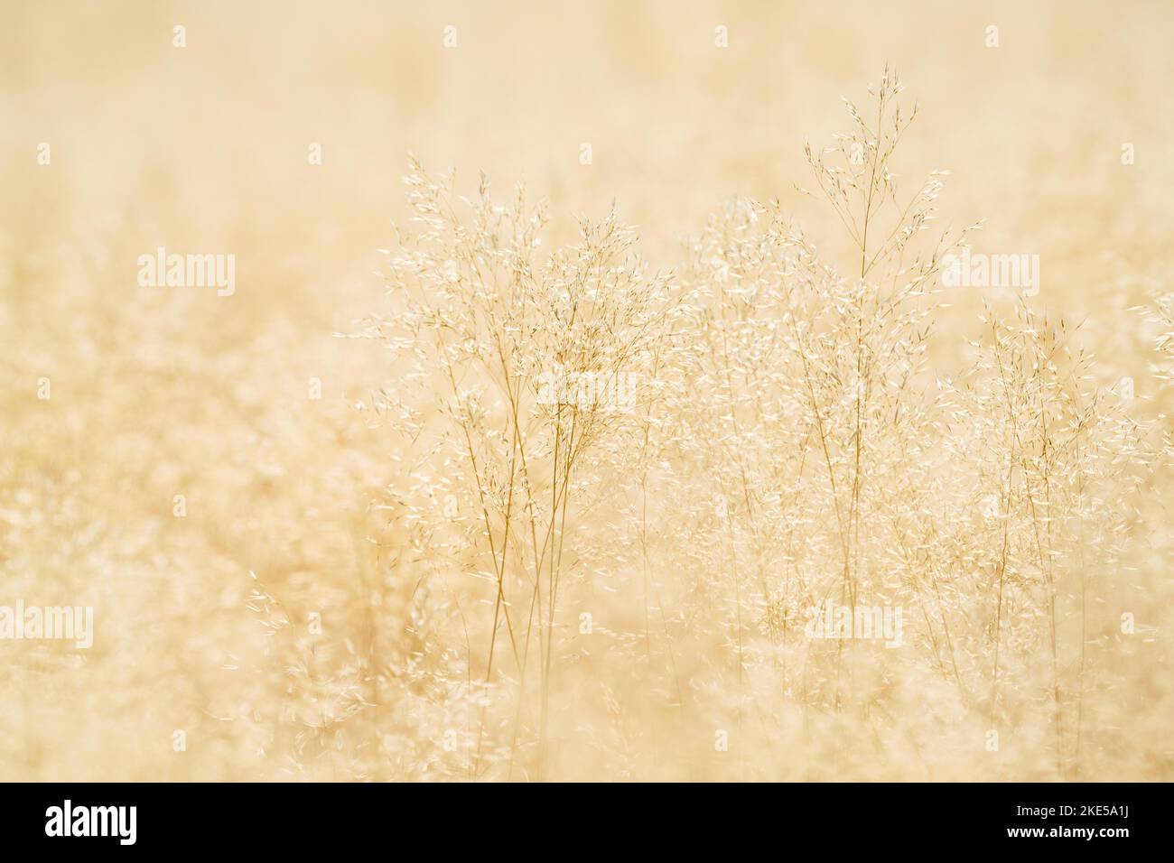 Close-up of grass blades in the field with golden light from the ...