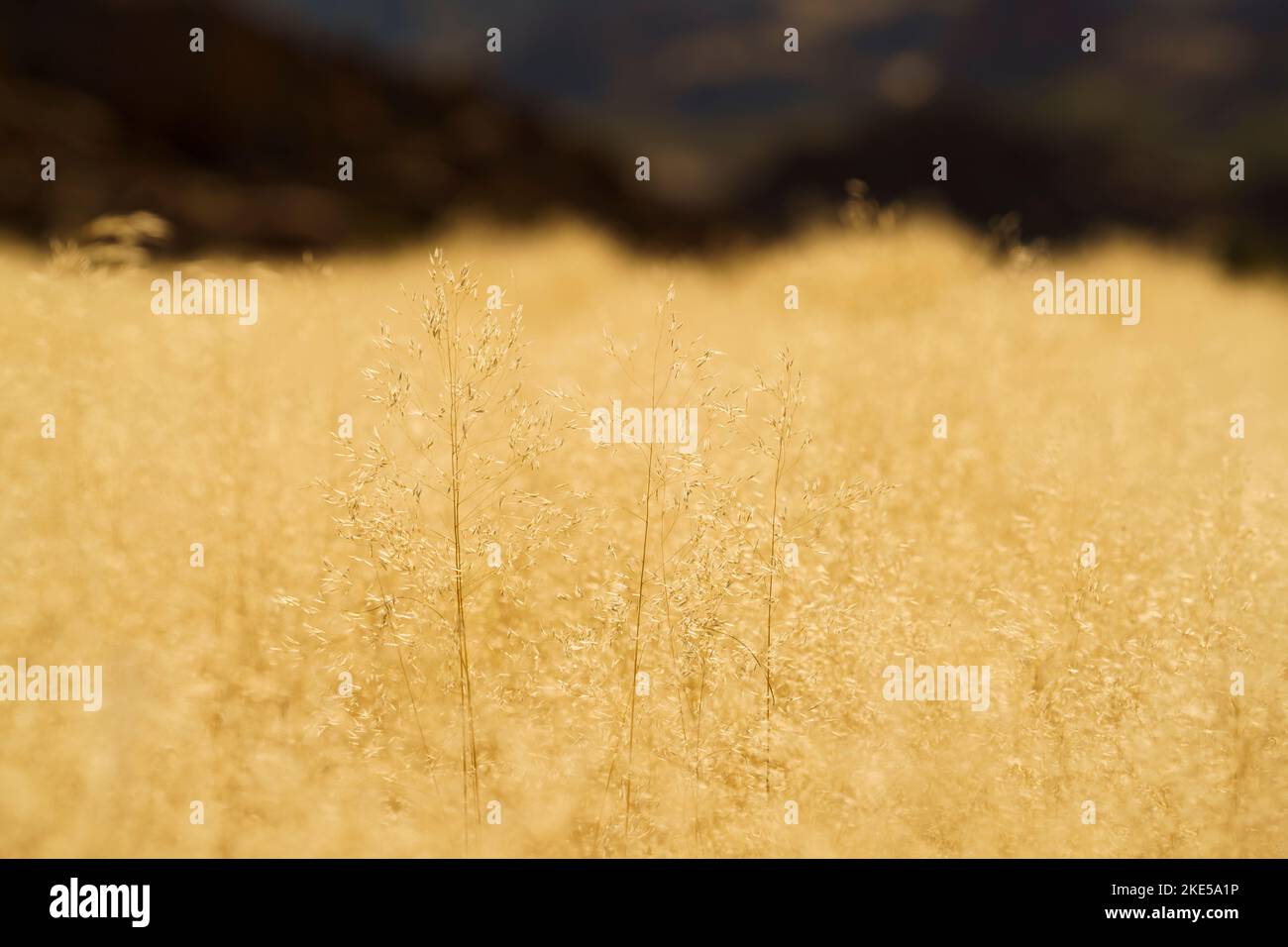 Close-up of grass blades in the field with golden light from the ...